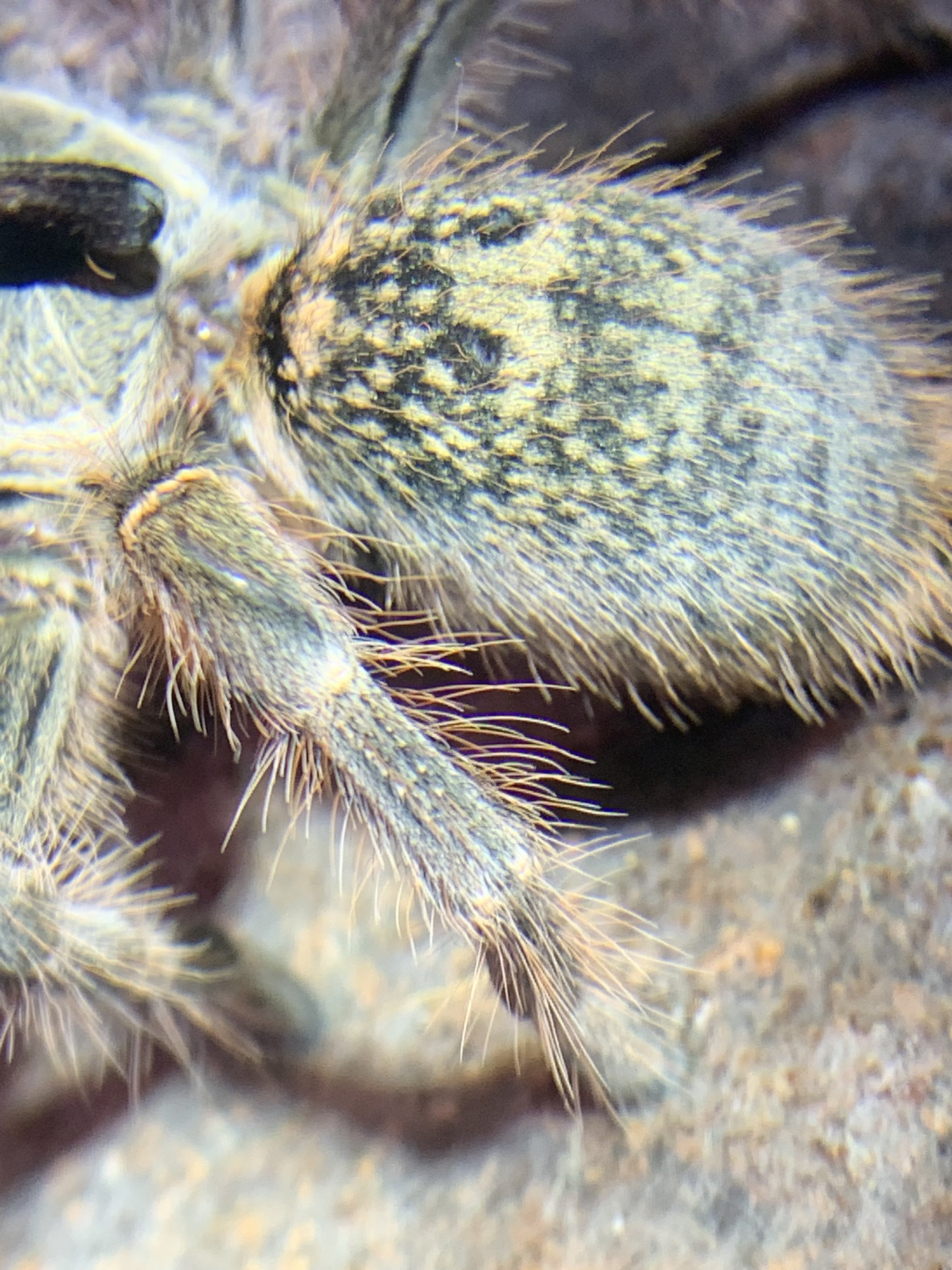 Ceratogyrus darlingi | Tarantula Forum
