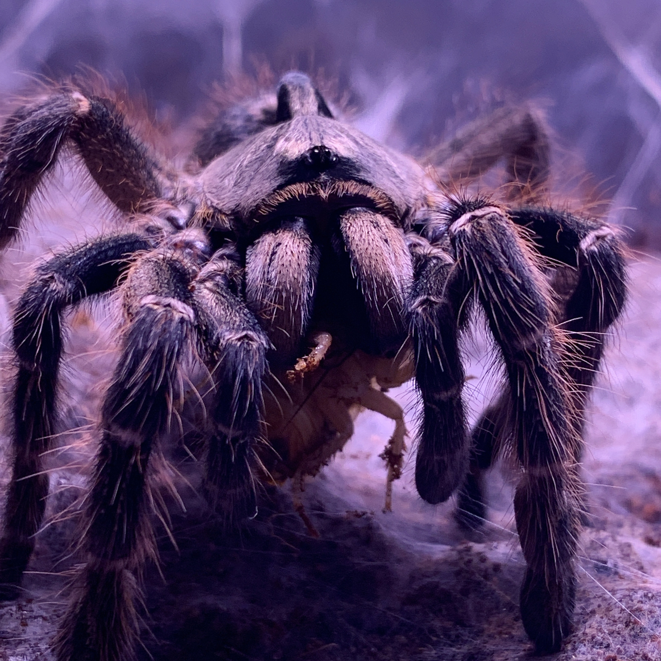 Ceratogyrus darlingi | Tarantula Forum