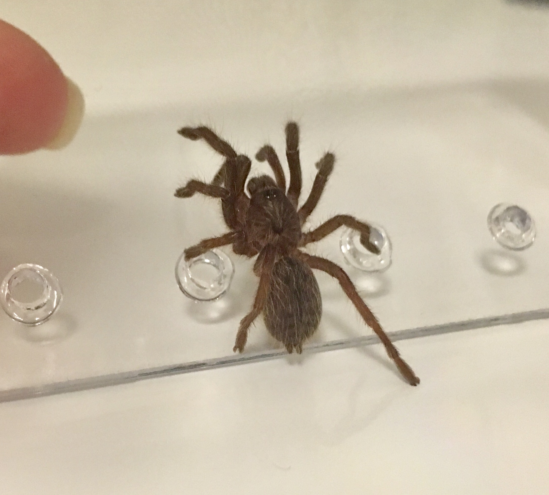 Ceratogyrus darlingi | Tarantula Forum