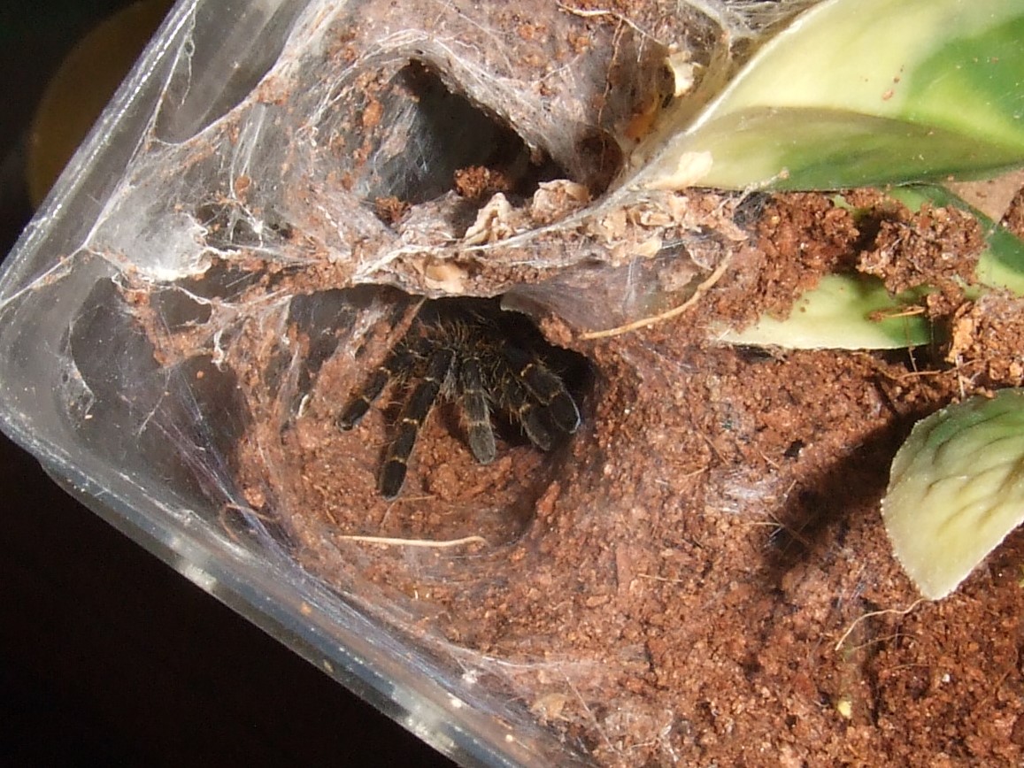 Ceratogyrus meridionalis - Bantu | Tarantula Forum