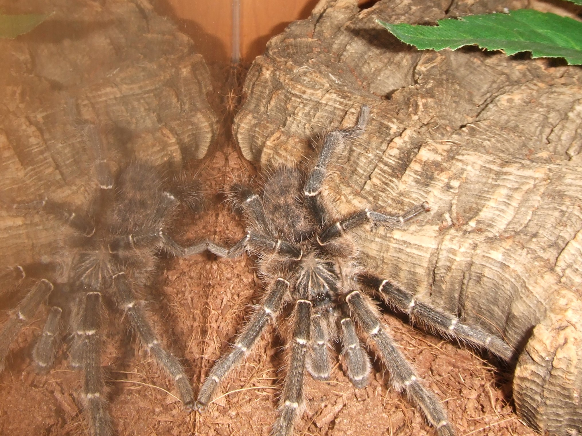 Ceratogyrus meridionalis (MM) - Rift | Tarantula Forum