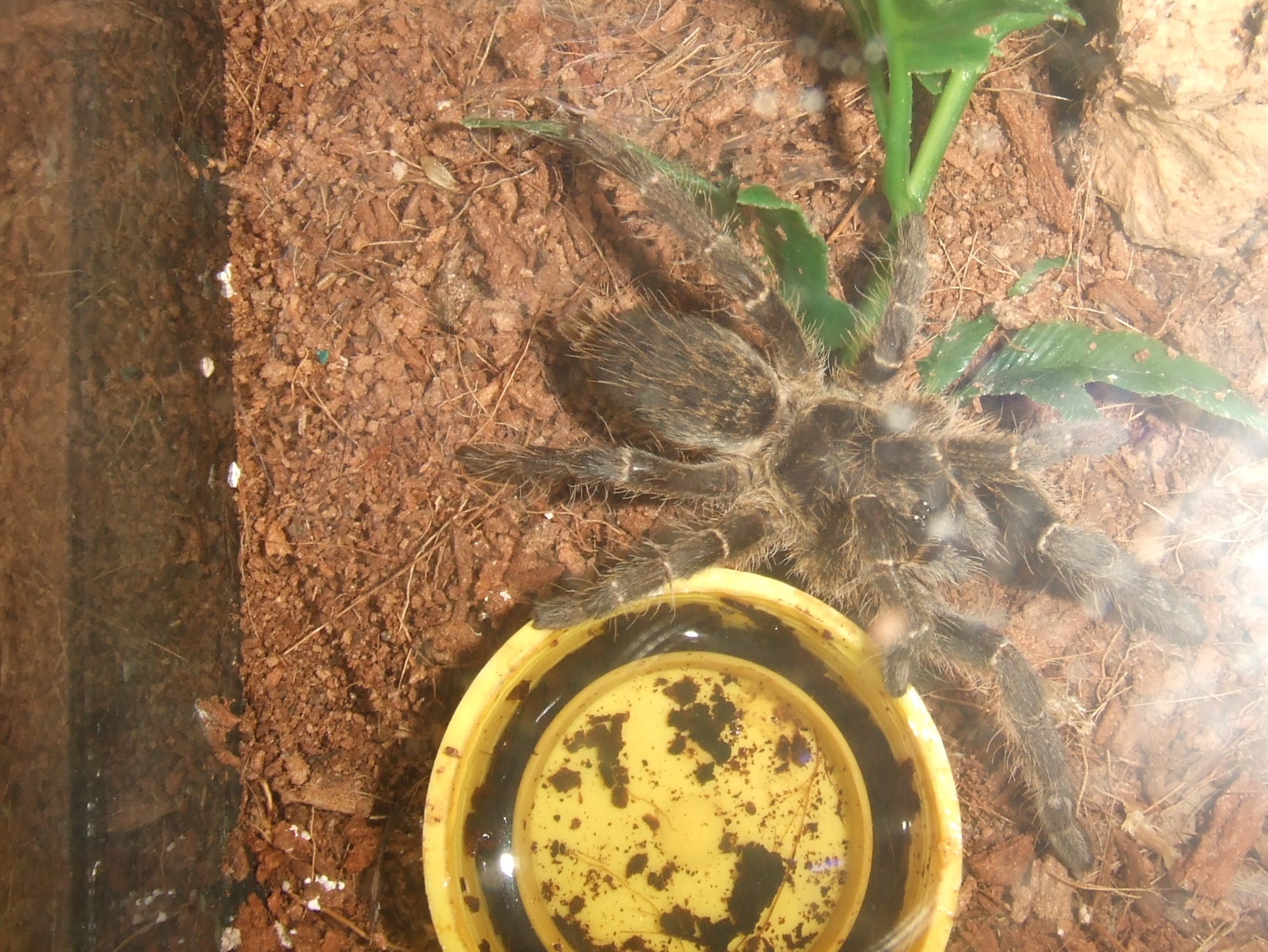 Ceratogyrus meridionalis - Rift | Tarantula Forum