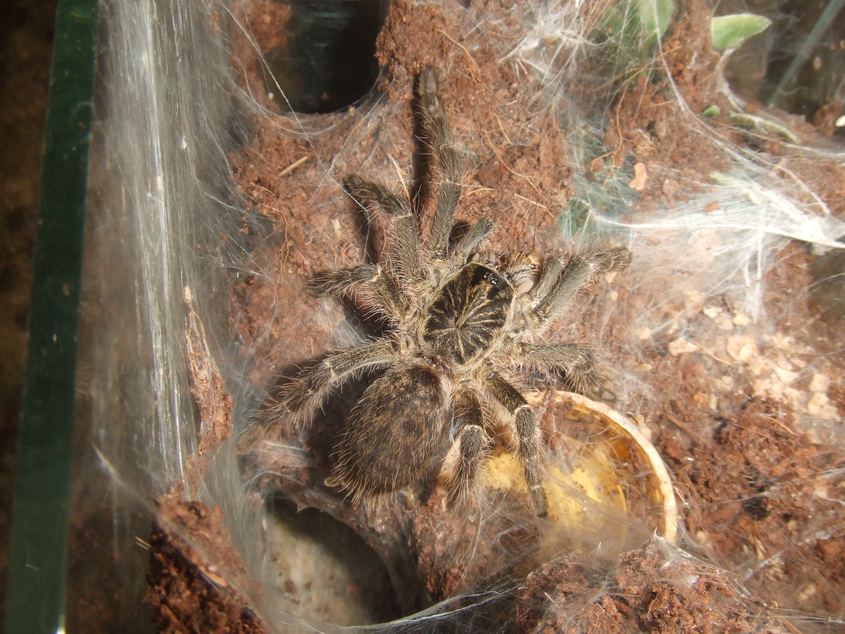 Ceratogyrus meridionalis - Rift | Tarantula Forum