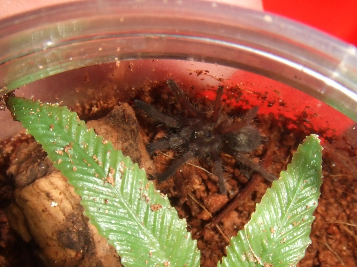 Ceratogyrus sanderi - Damara | Tarantula Forum