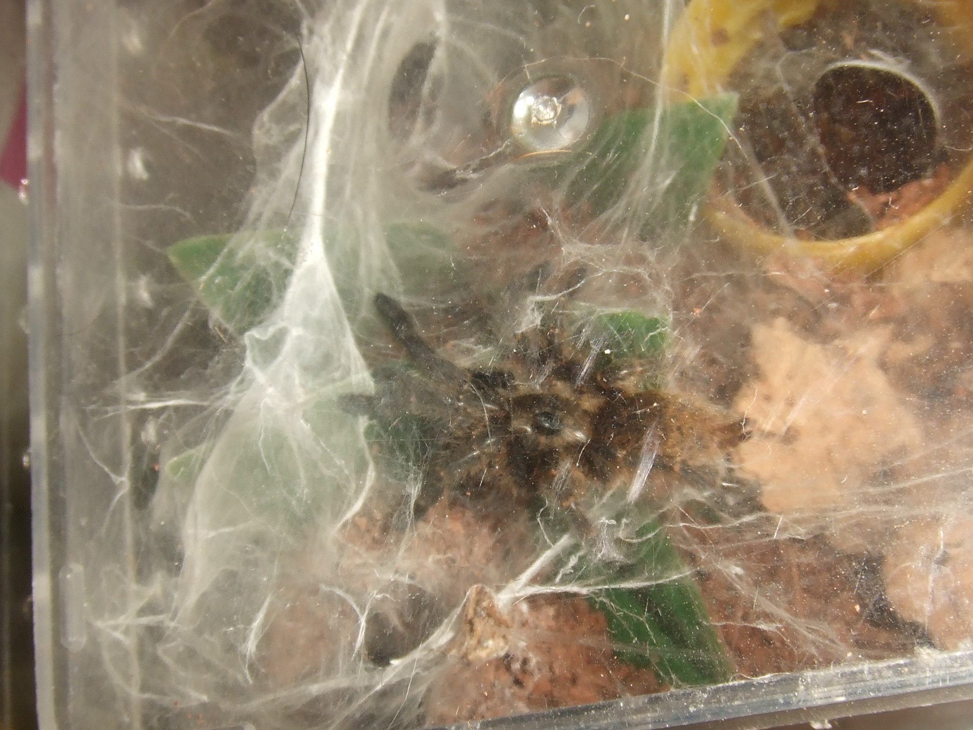 Ceratogyrus sanderi - Damara | Tarantula Forum