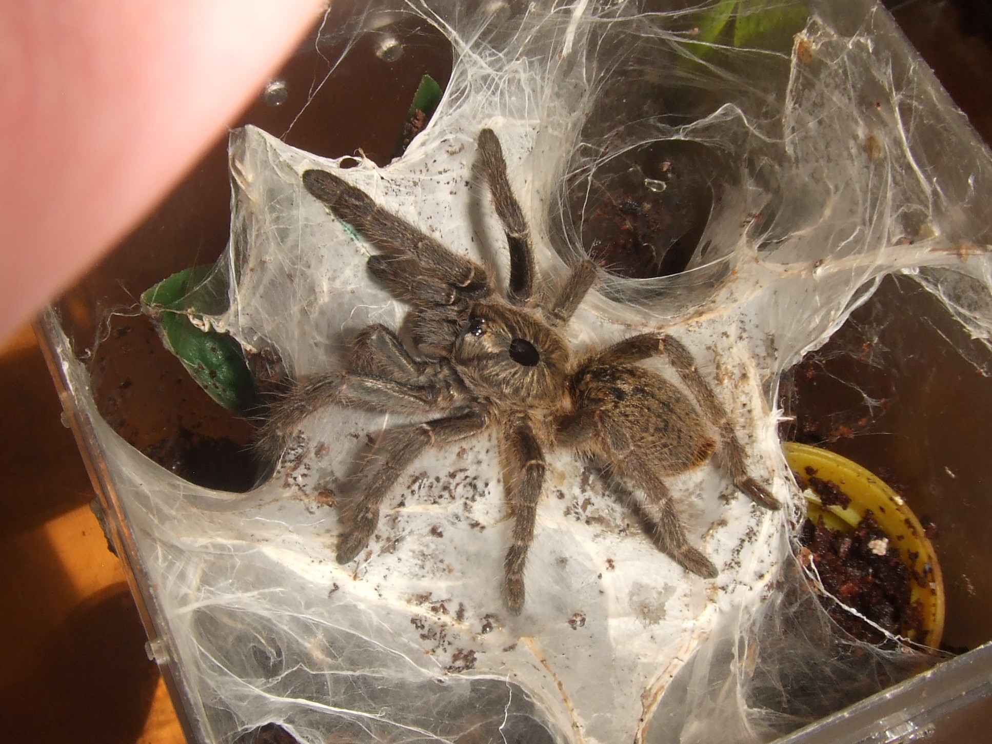 Ceratogyrus sanderi - Damara | Tarantula Forum