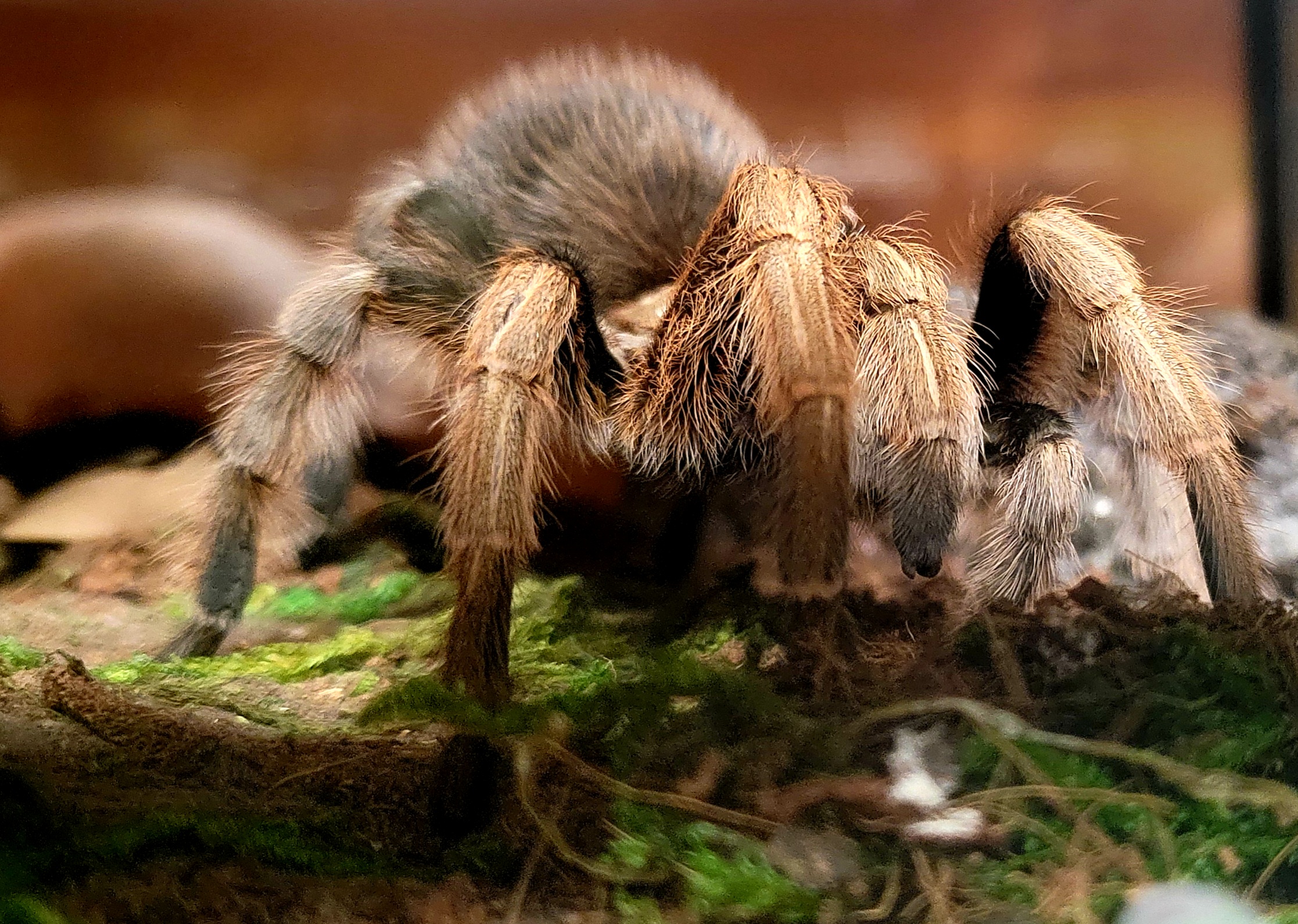 Chalcodes | Tarantula Forum