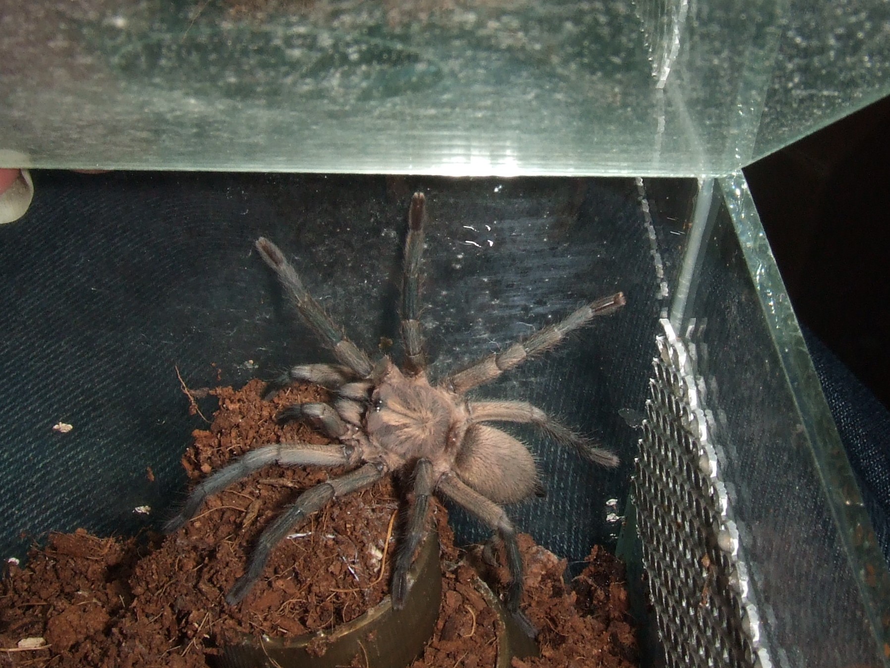Cheatopelma olivaceum - Nile | Tarantula Forum