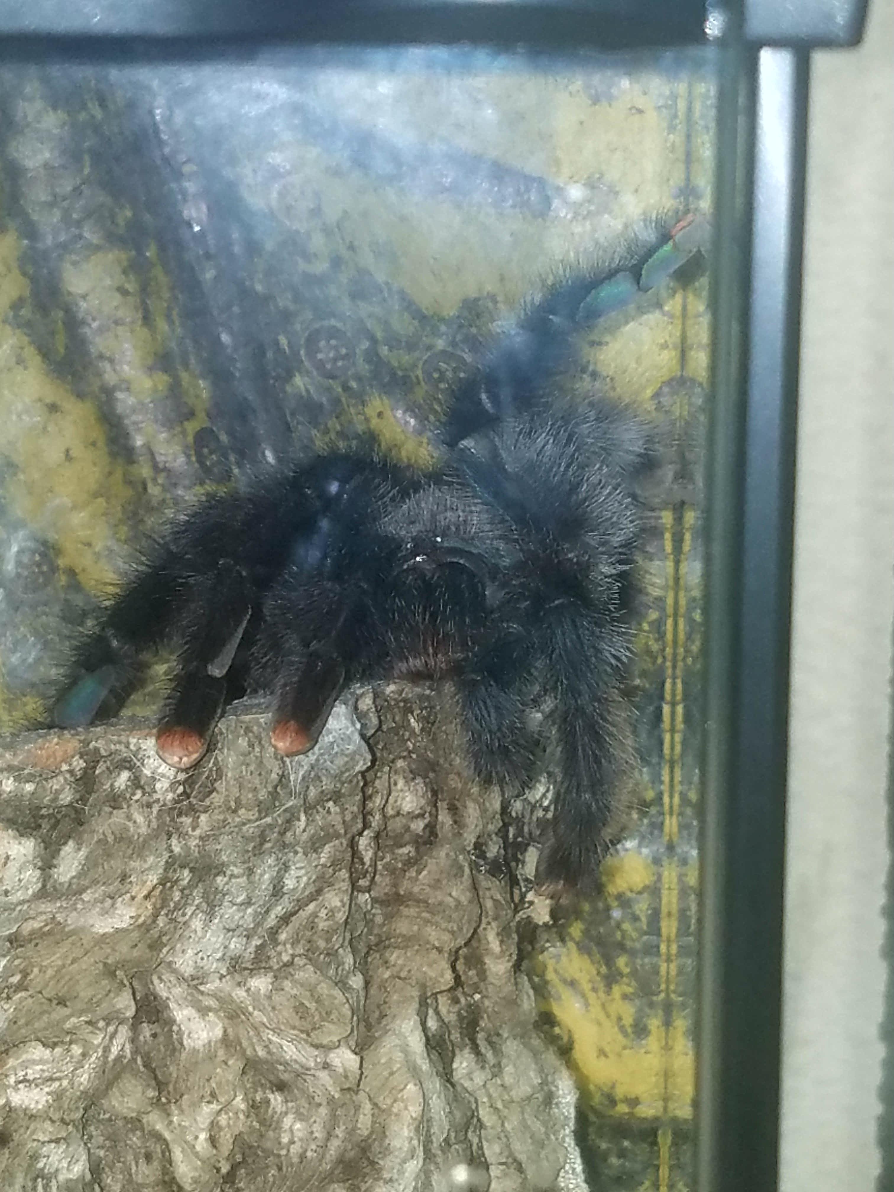 Chillin | Tarantula Forum