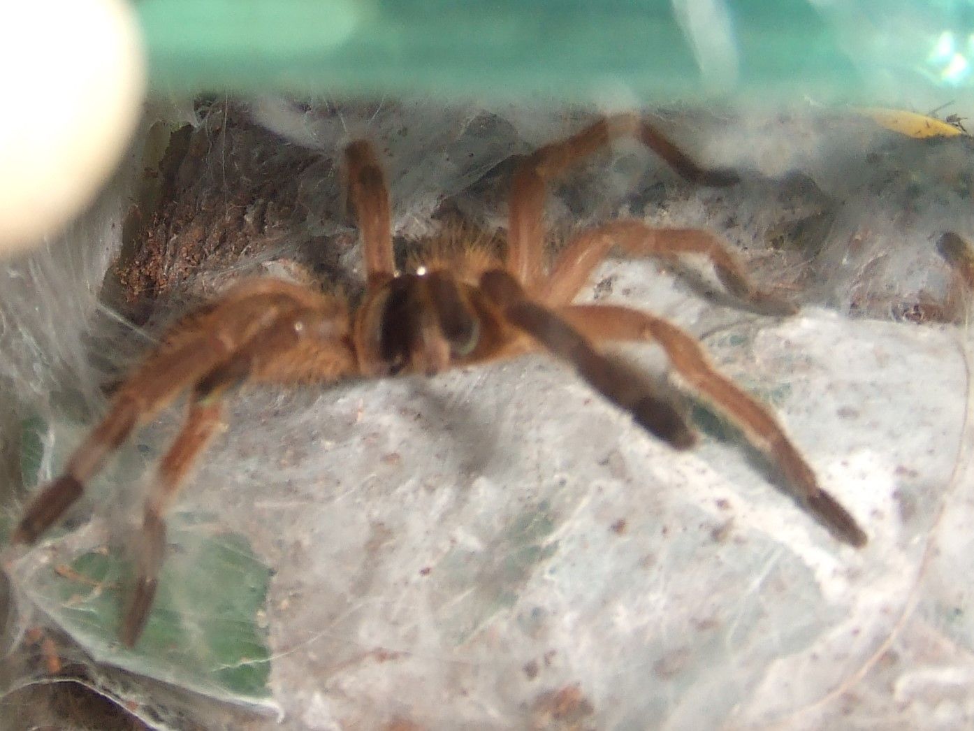Chilobrachys guangxiensis - Sanya | Tarantula Forum