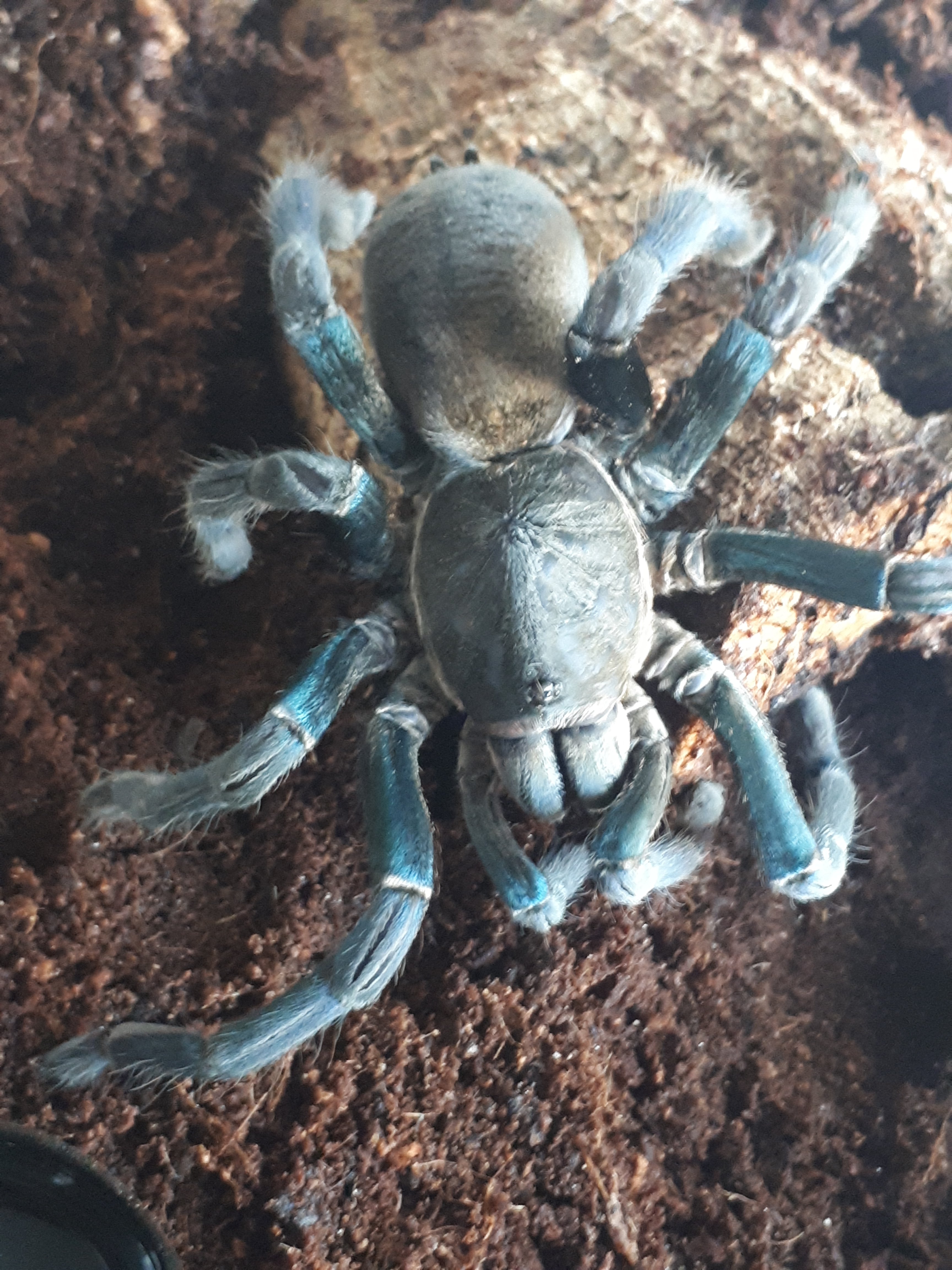 Cobalt Blue | Tarantula Forum
