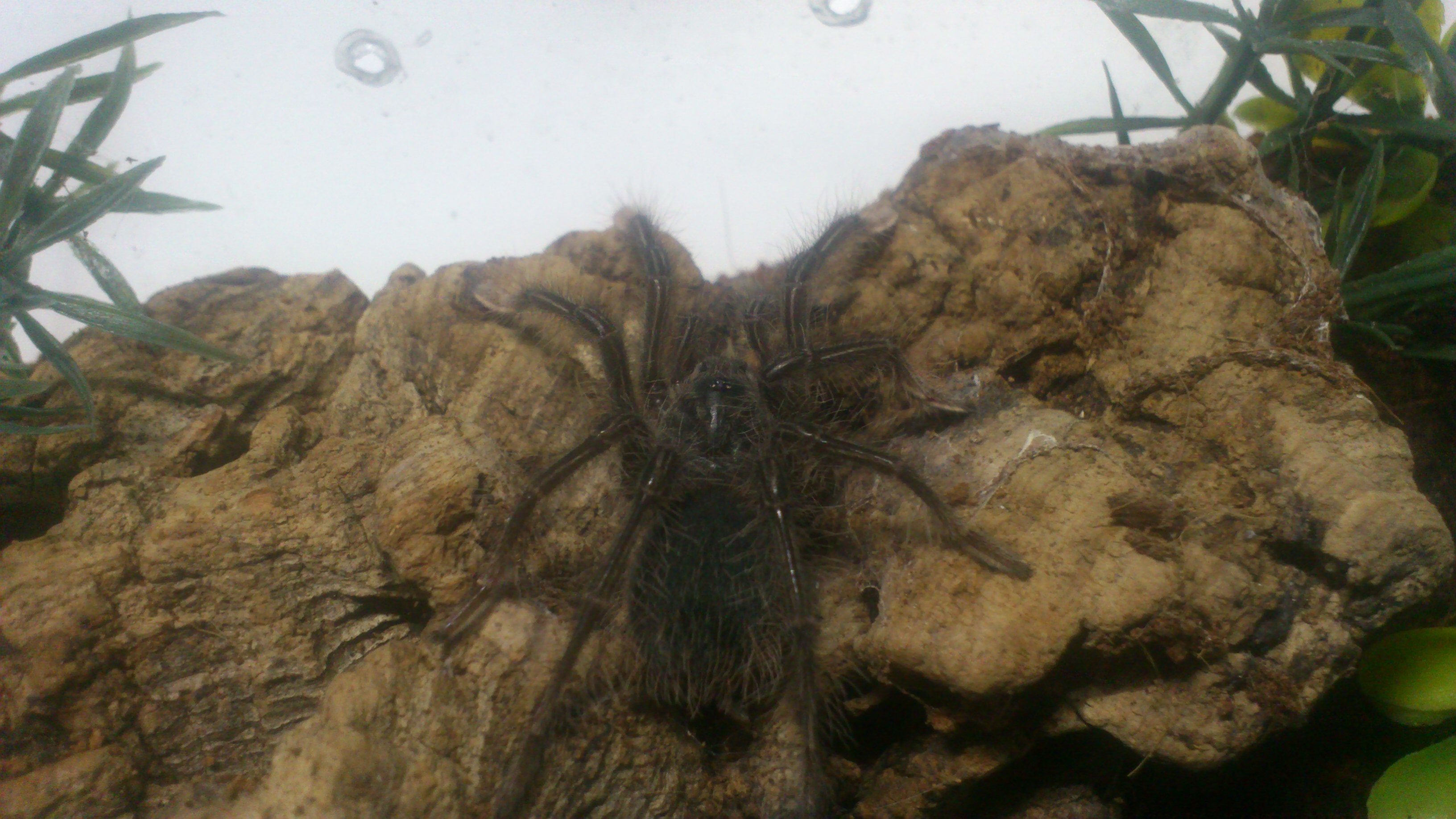 Cognac..............T stirmi | Tarantula Forum