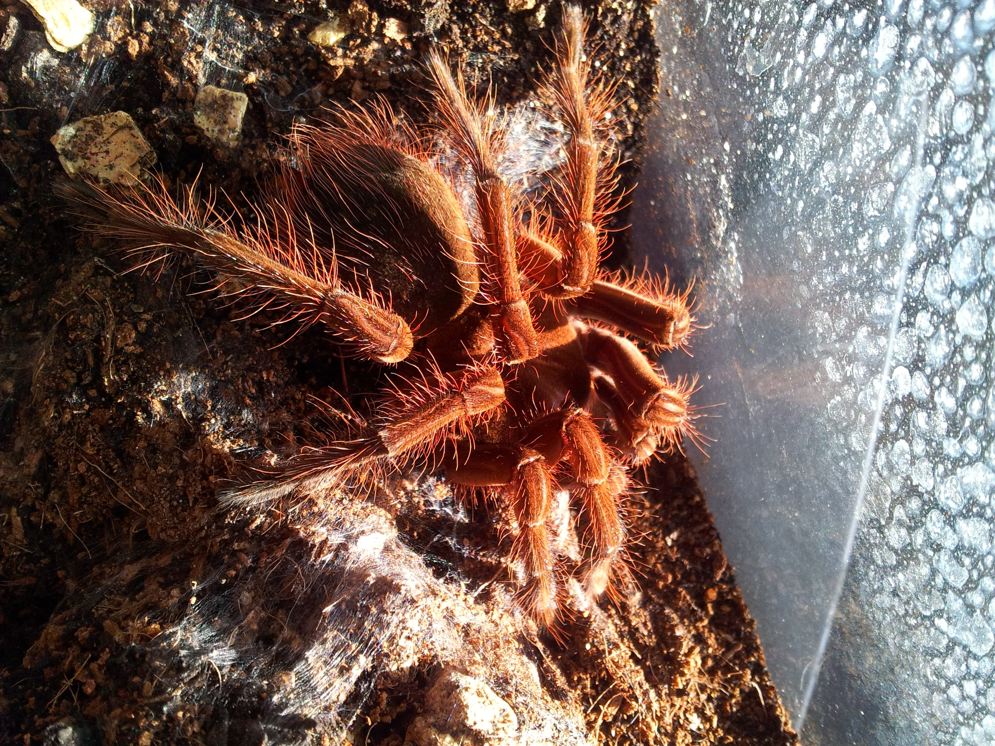 Cognac.... T stirmi | Tarantula Forum