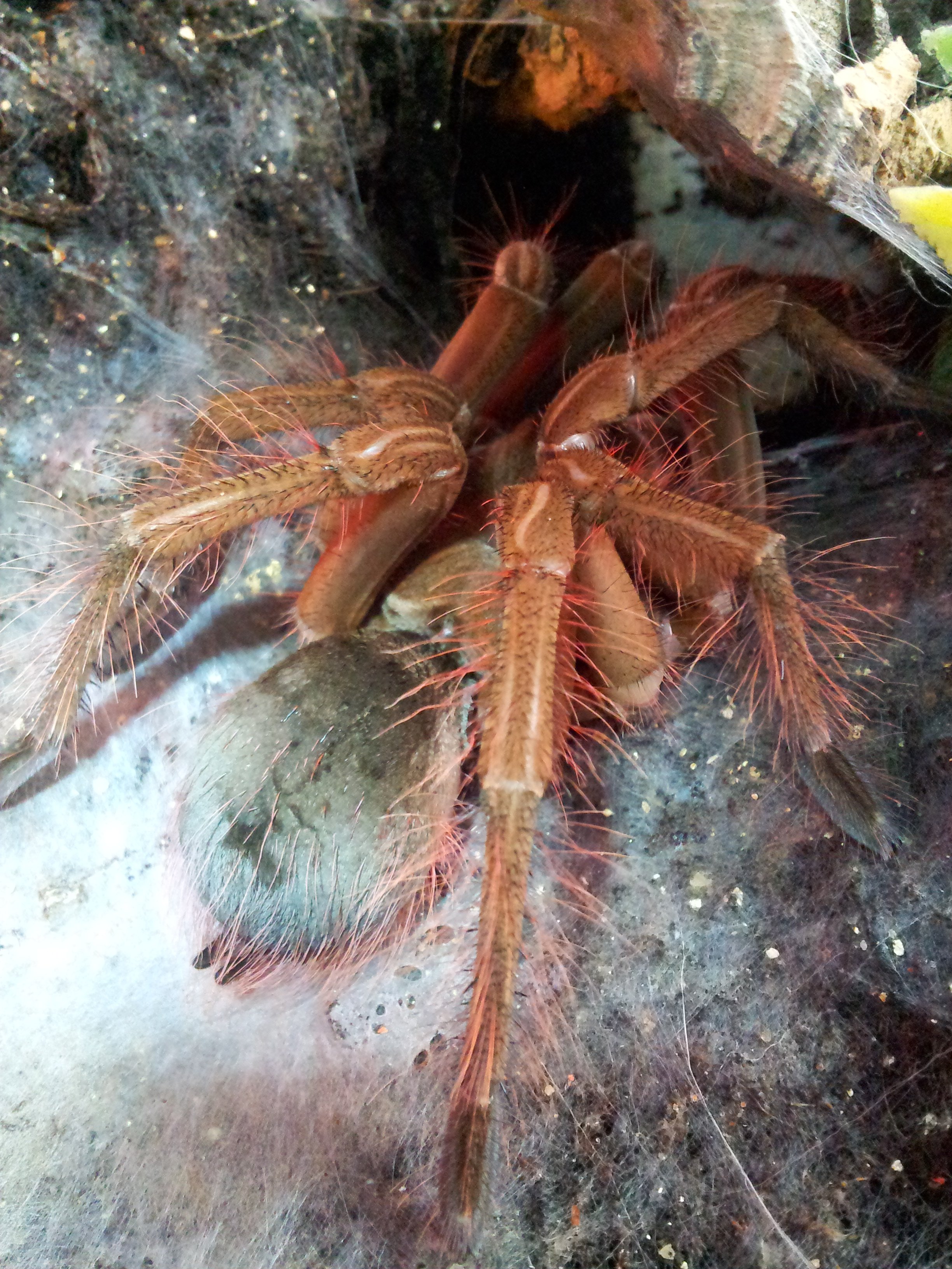 Cognac..... T stirmi | Tarantula Forum