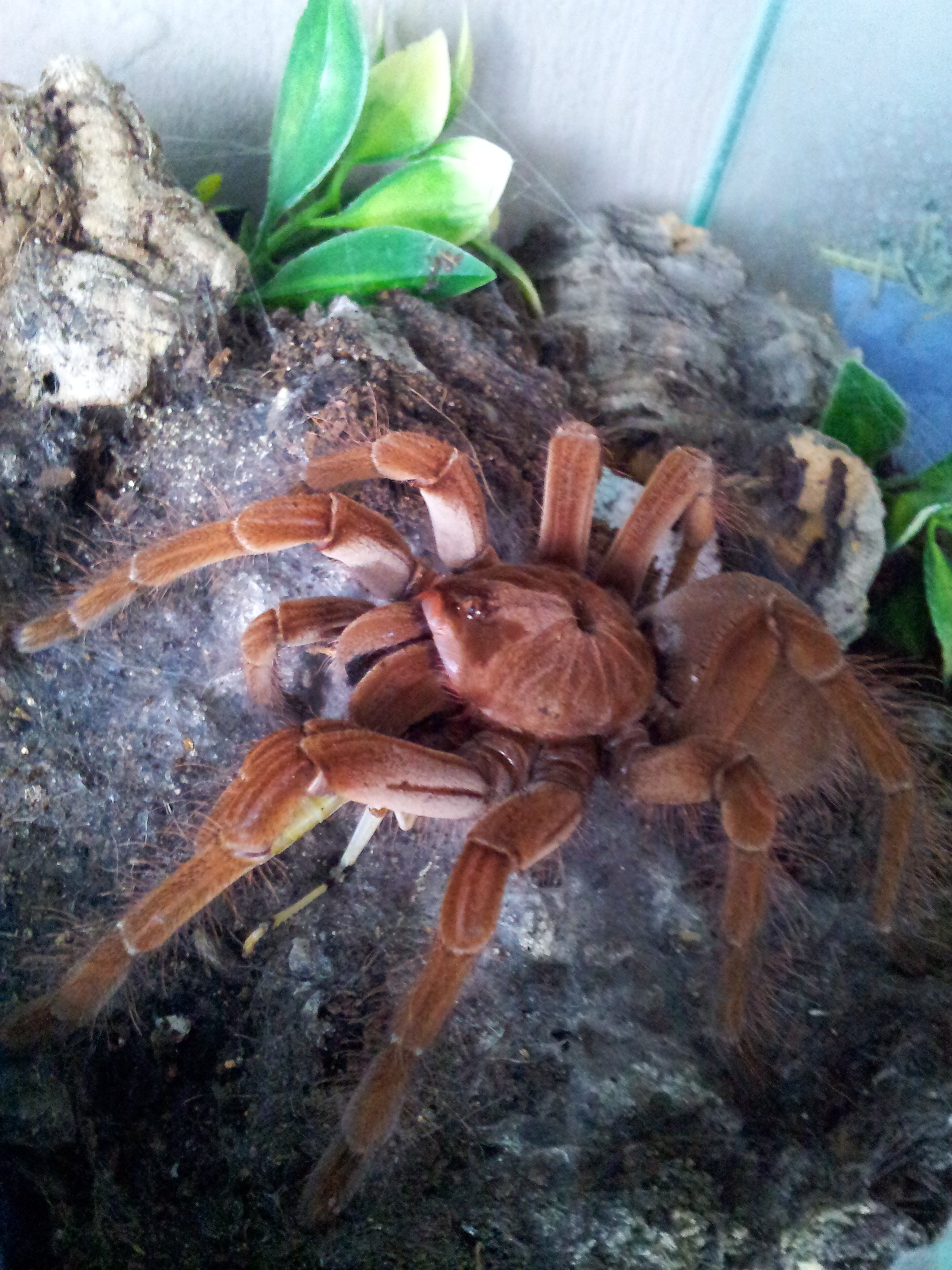 Cognac.... T stirmi | Tarantula Forum