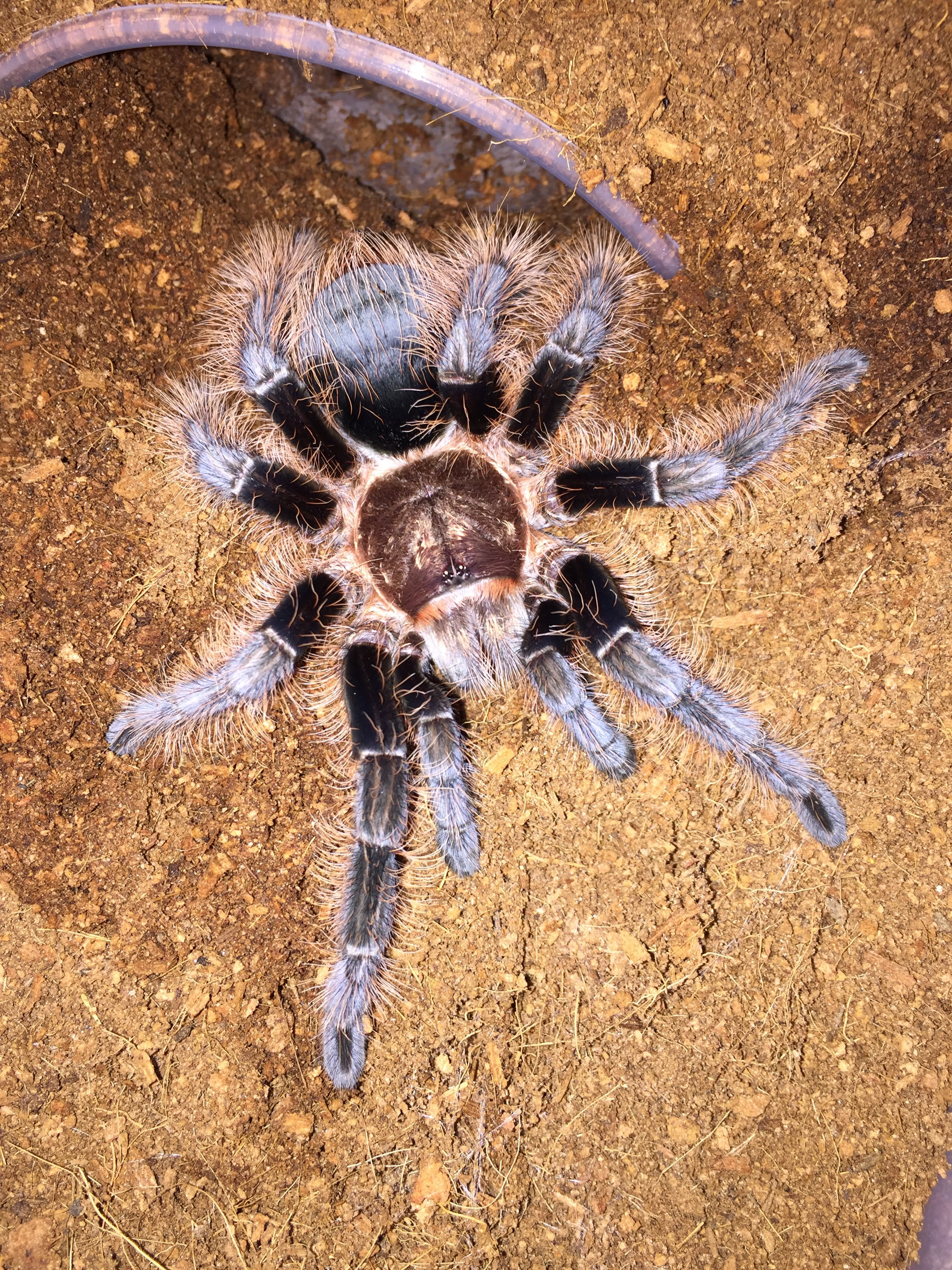 Curly hair | Tarantula Forum