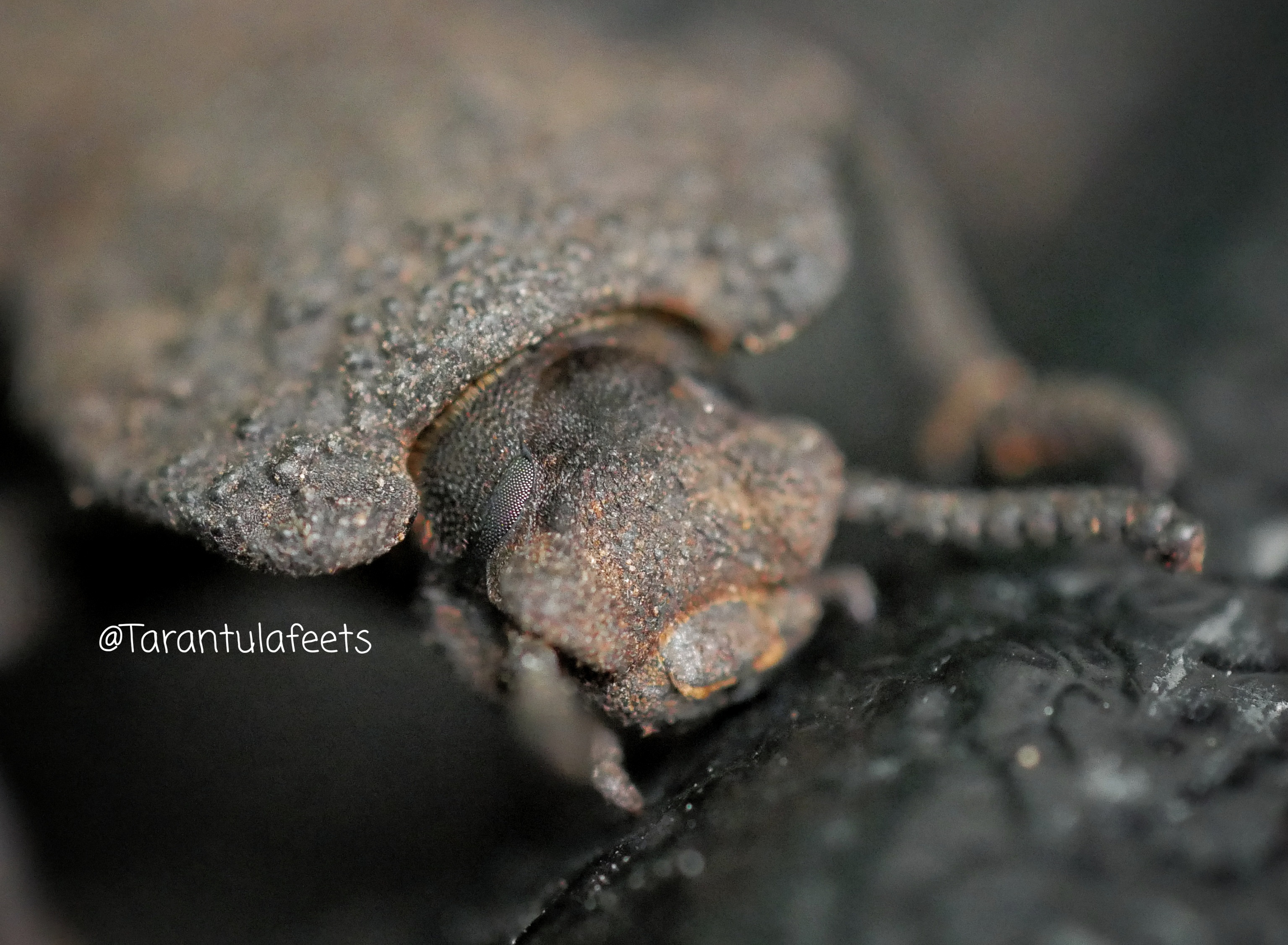 Diabolical Ironclad Beetle | Tarantula Forum