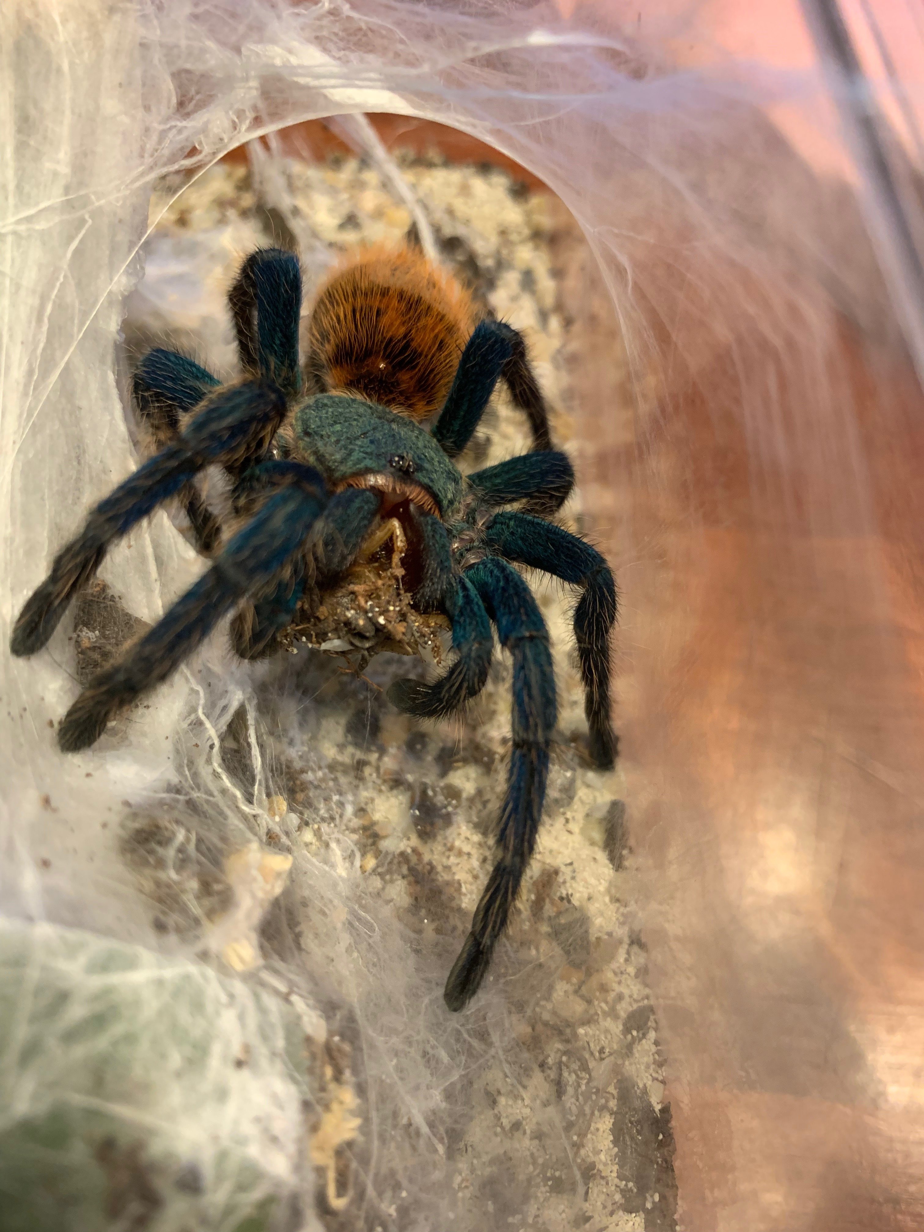 Dinner time | Tarantula Forum
