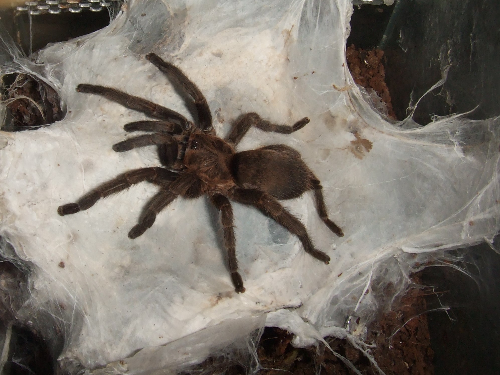 Dolichothele exilis - Orinoco | Tarantula Forum