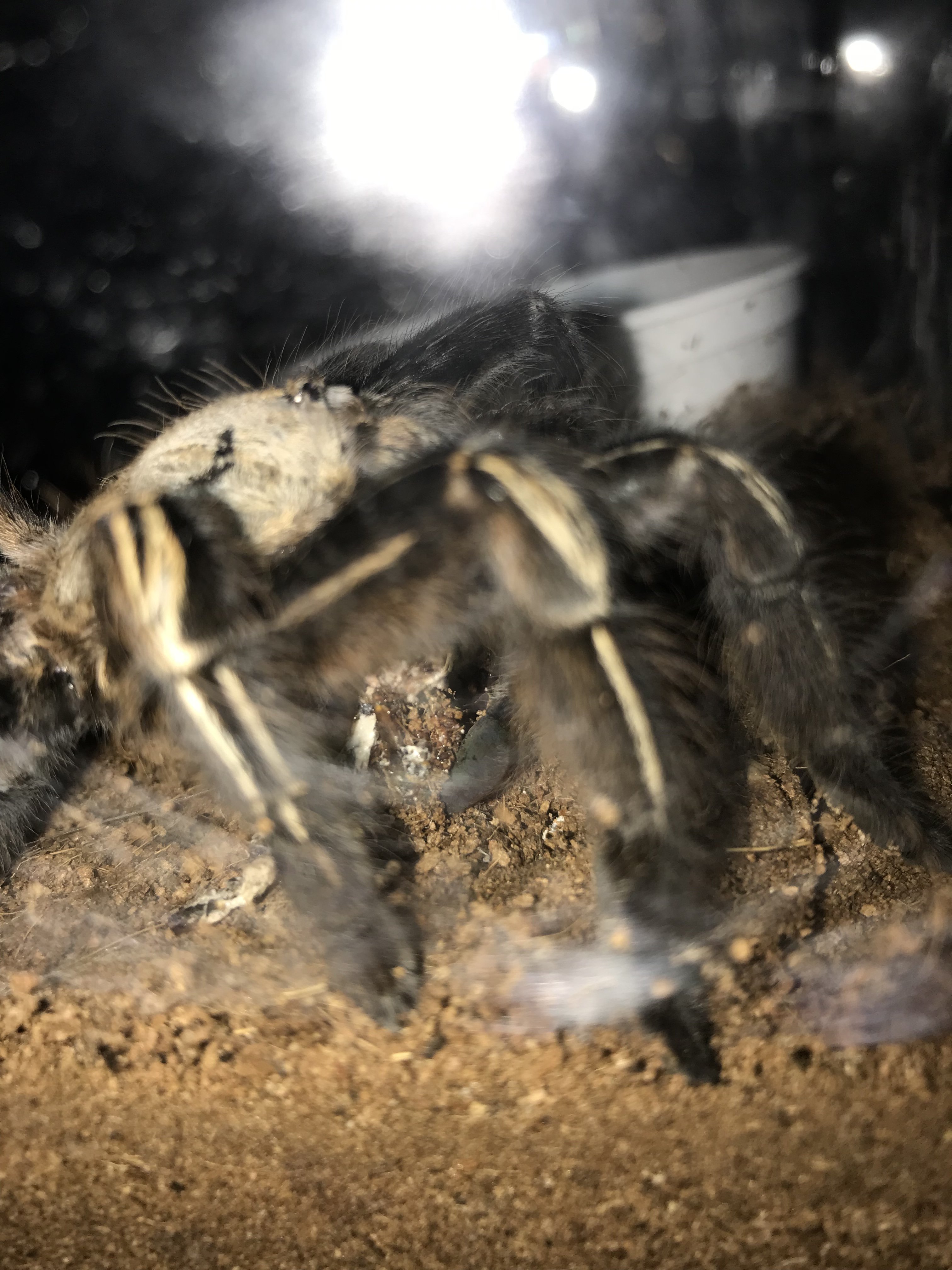 E murinus enjoying a dubia roach | Tarantula Forum