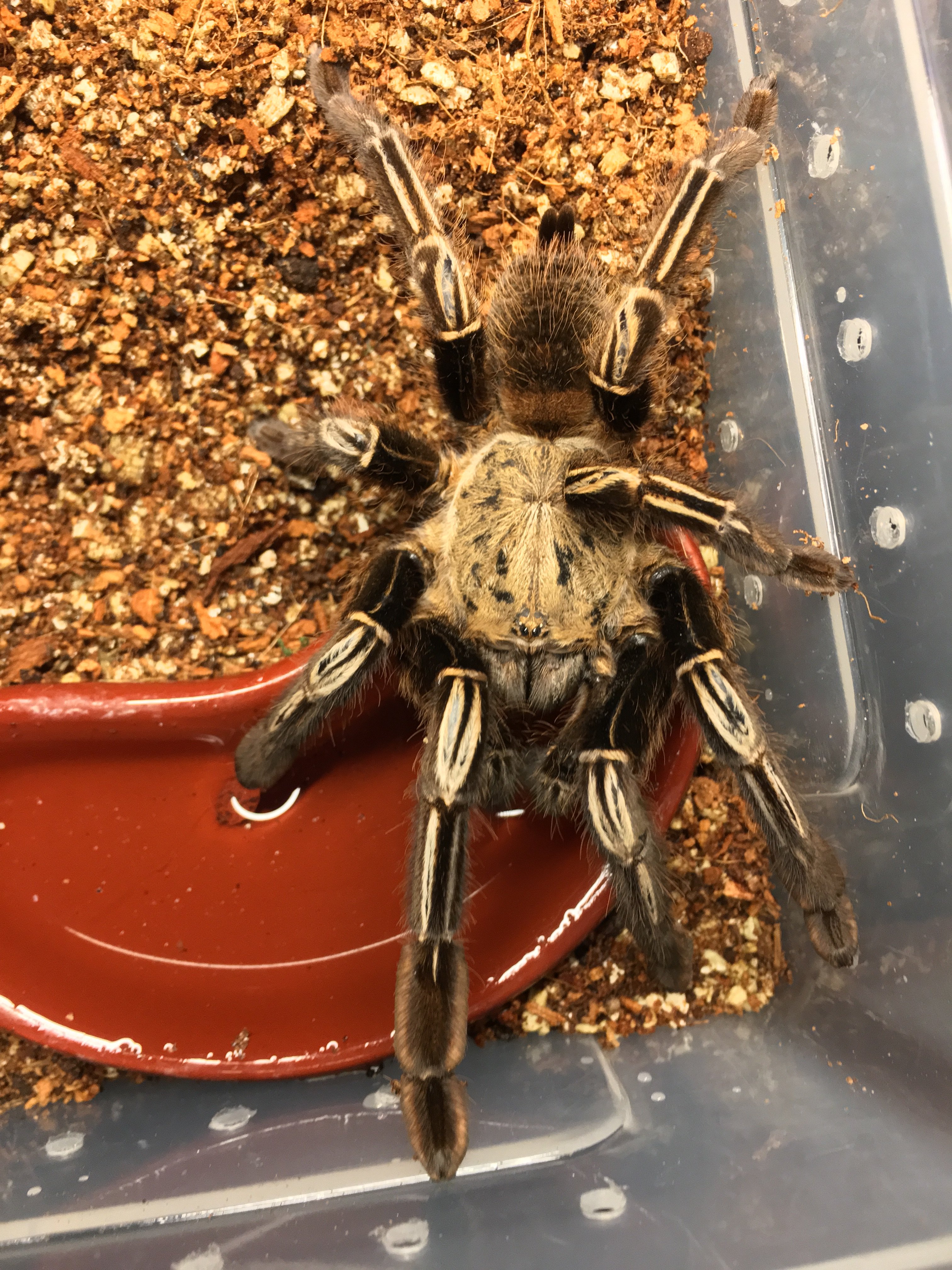 E. murinus | Tarantula Forum