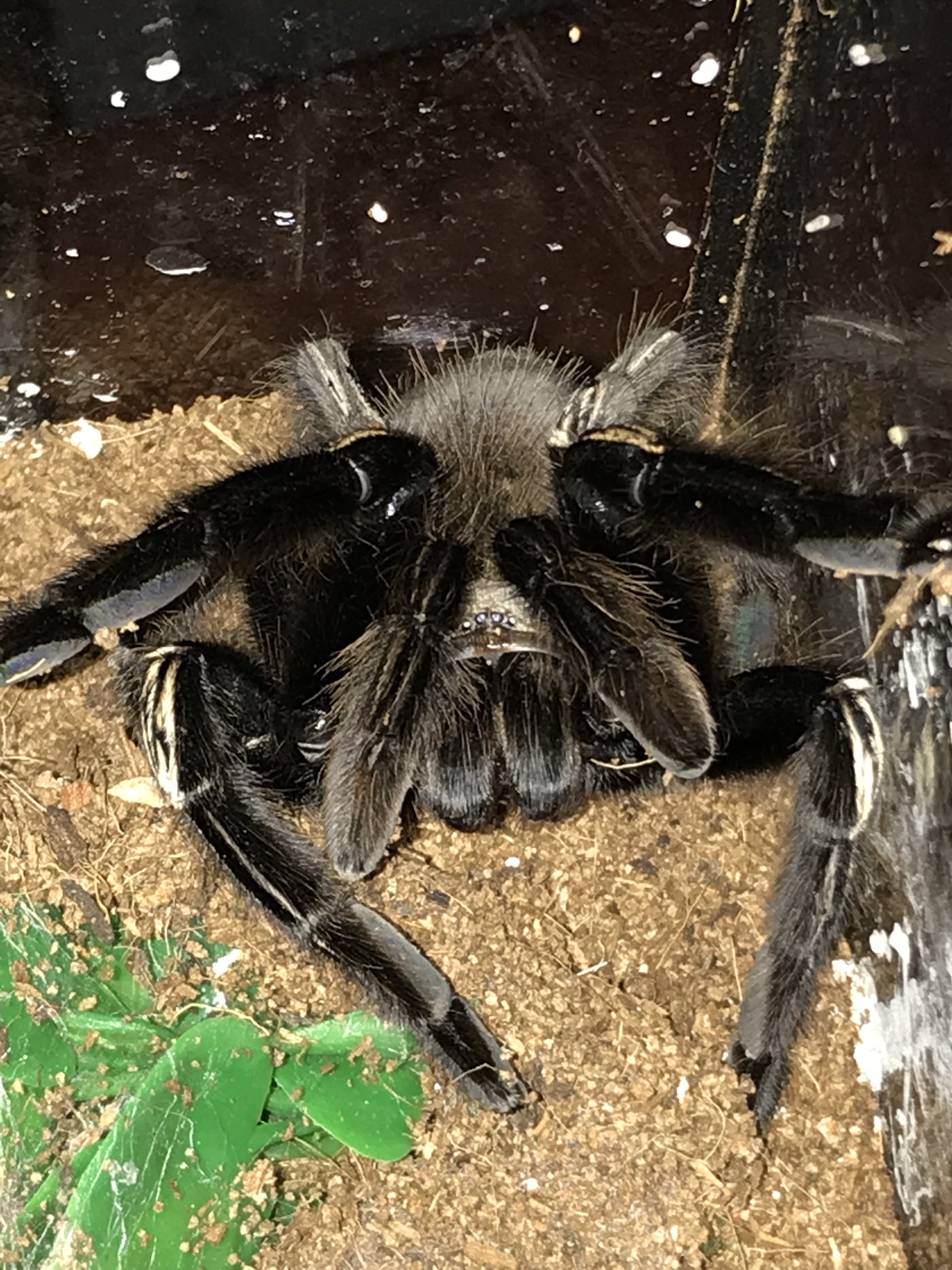 E murinus | Tarantula Forum