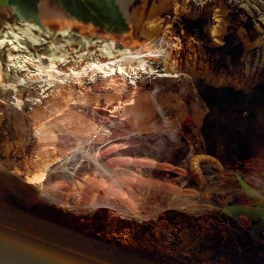 Eos - N. incei gold | Tarantula Forum