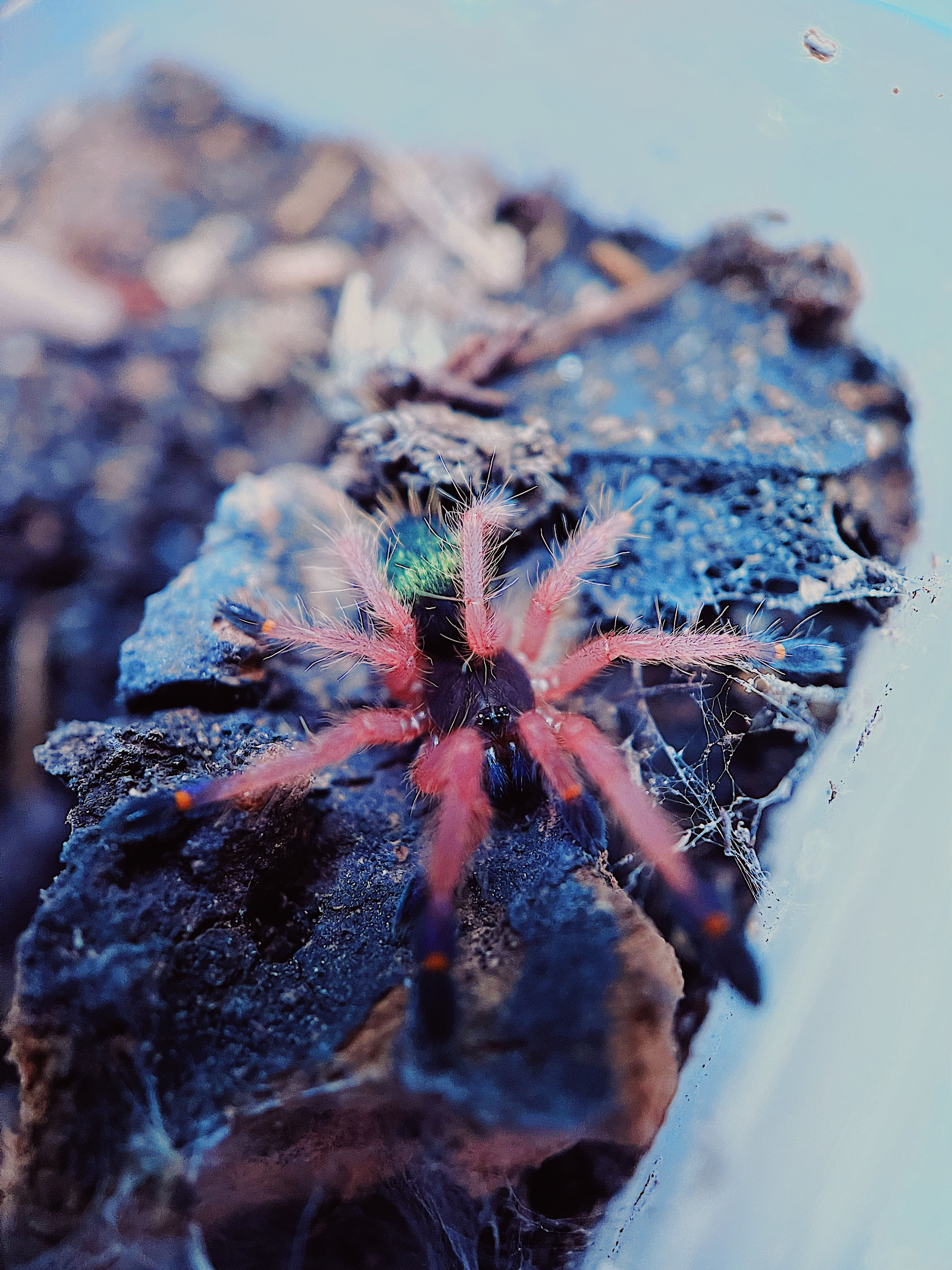 Ephebopus cyanognathus | Tarantula Forum