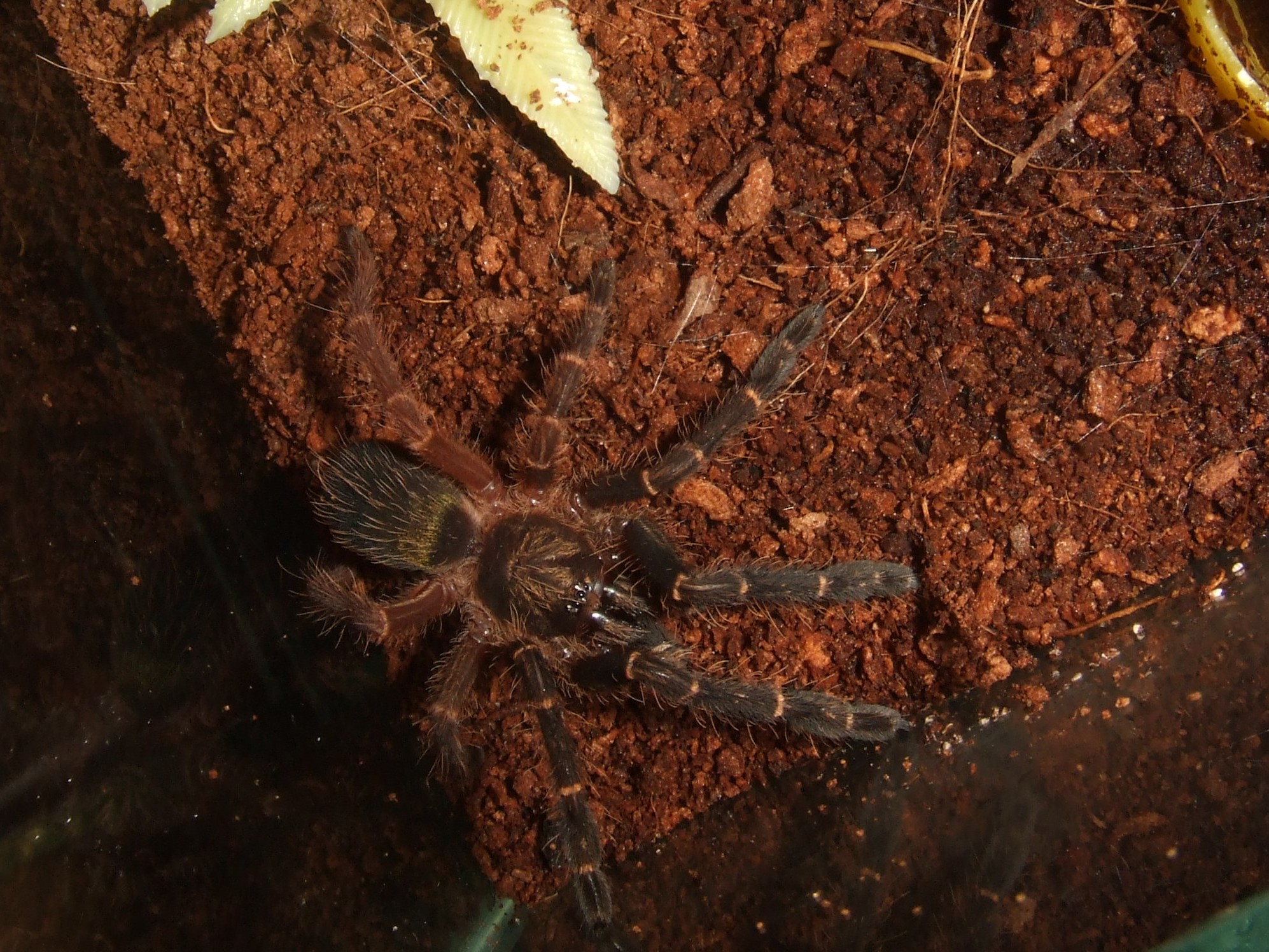 Ephebopus rufescens - Teko | Tarantula Forum