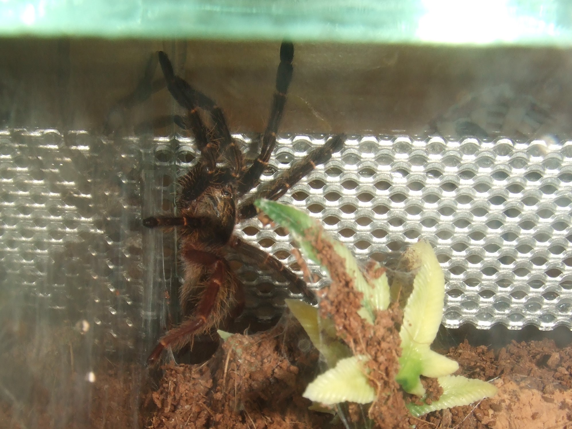 Ephebopus rufescens - Teko | Tarantula Forum