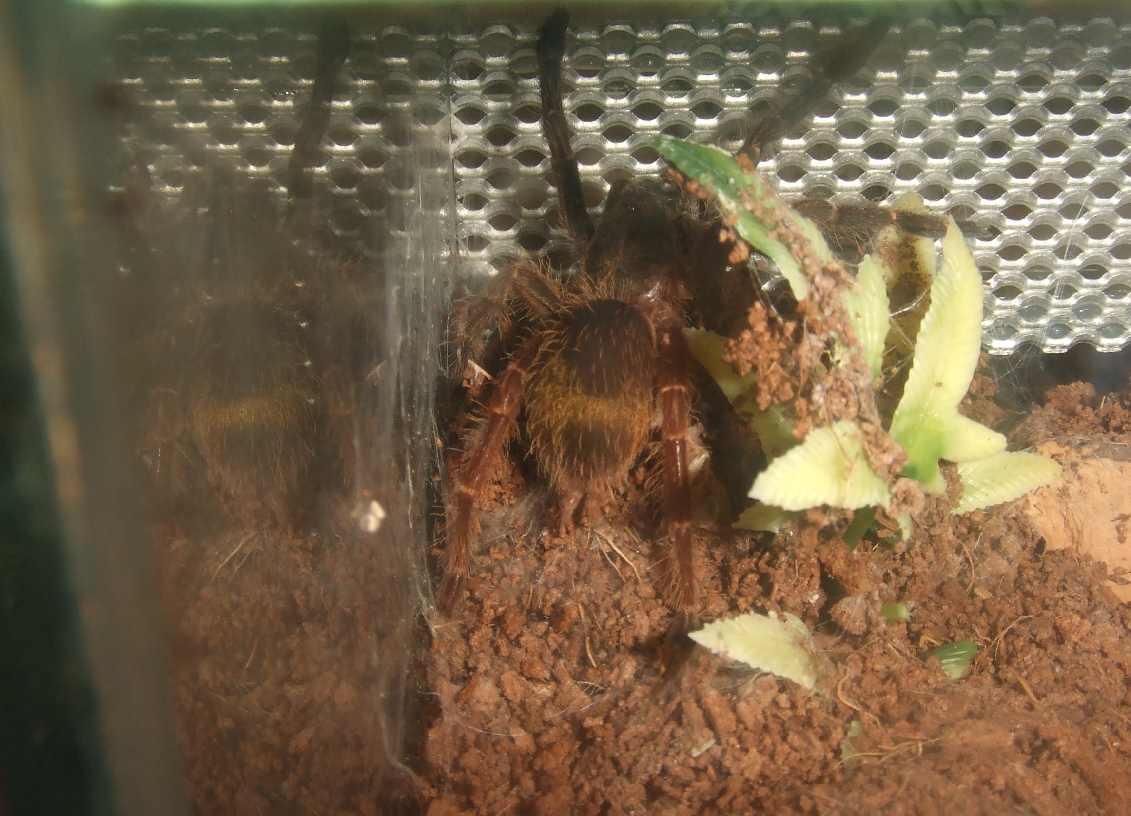 Ephebopus rufescens - Teko | Tarantula Forum