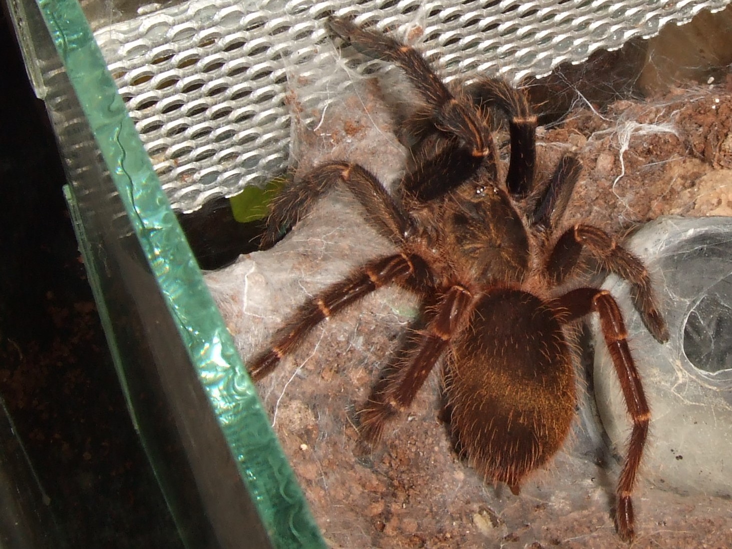 Ephebopus rufescens - Teko | Tarantula Forum