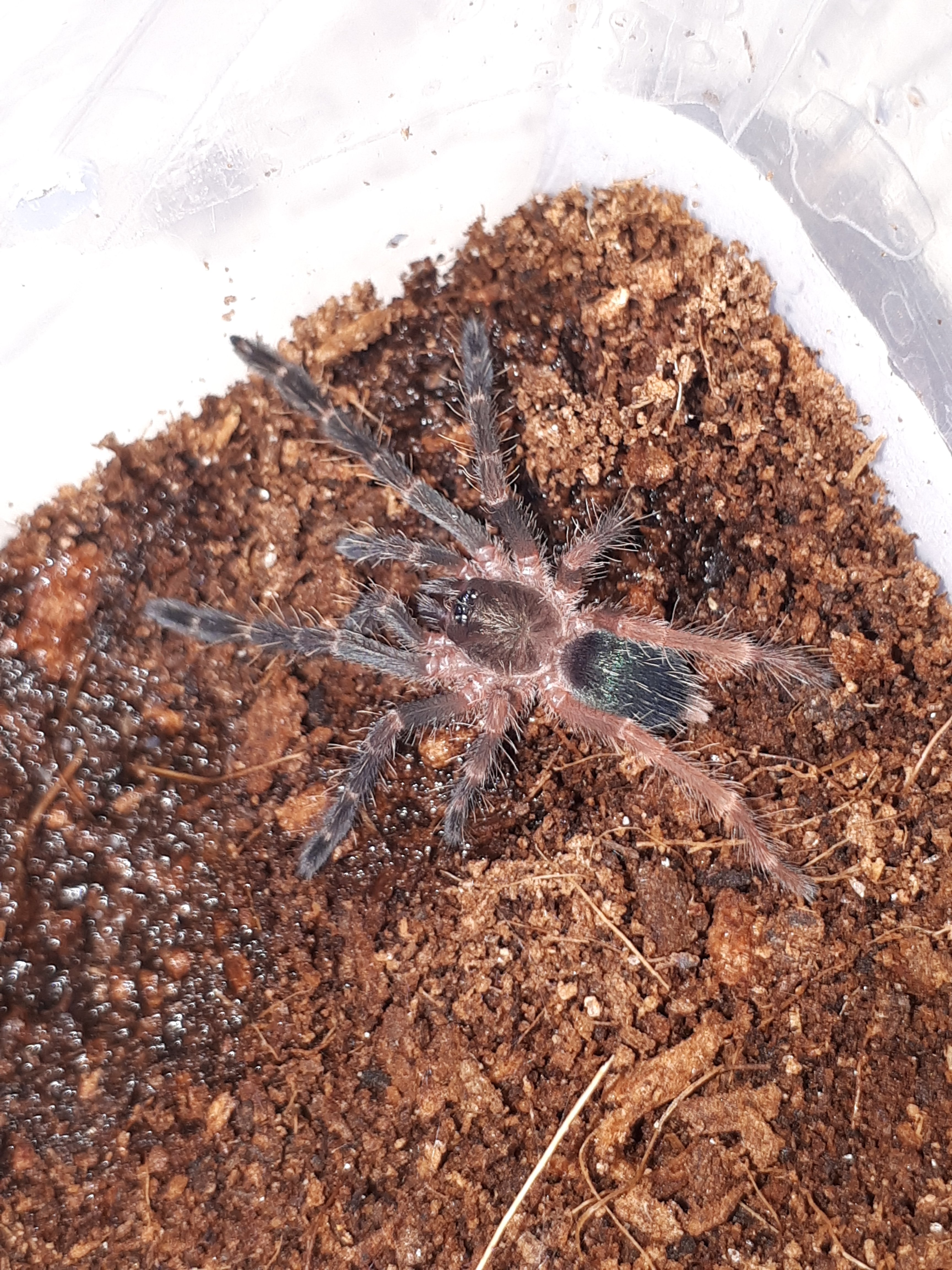 Ephebopus rufescens | Tarantula Forum