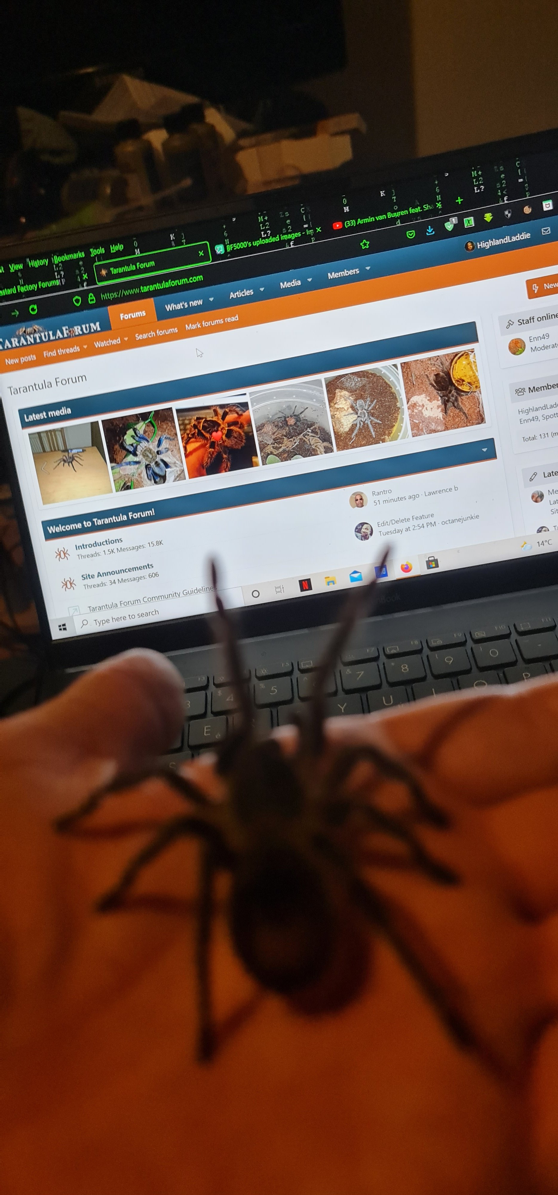 Euathlus Sp. Blue (Harmony) | Tarantula Forum