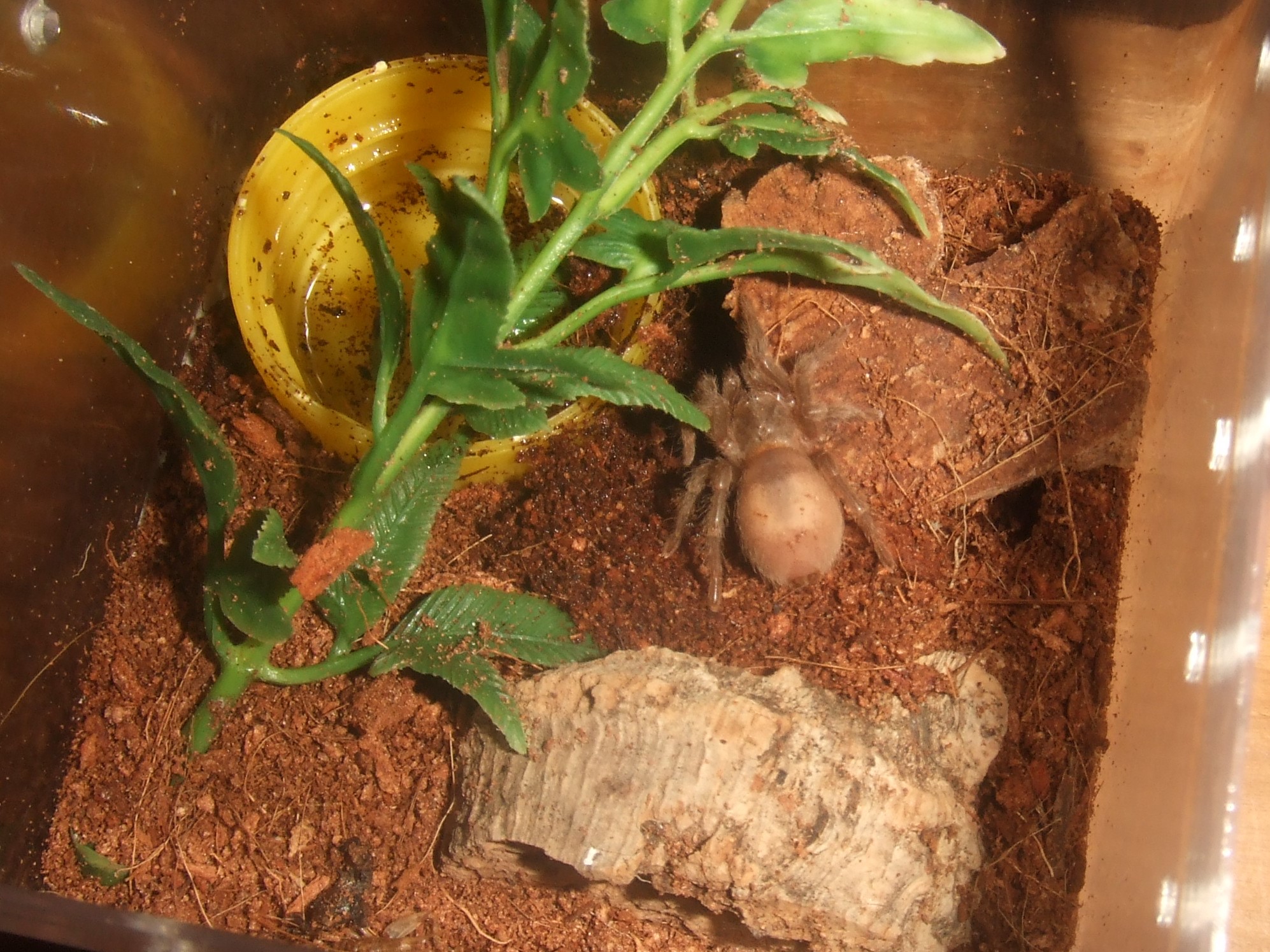 Euathlus sp Red - Chila | Tarantula Forum