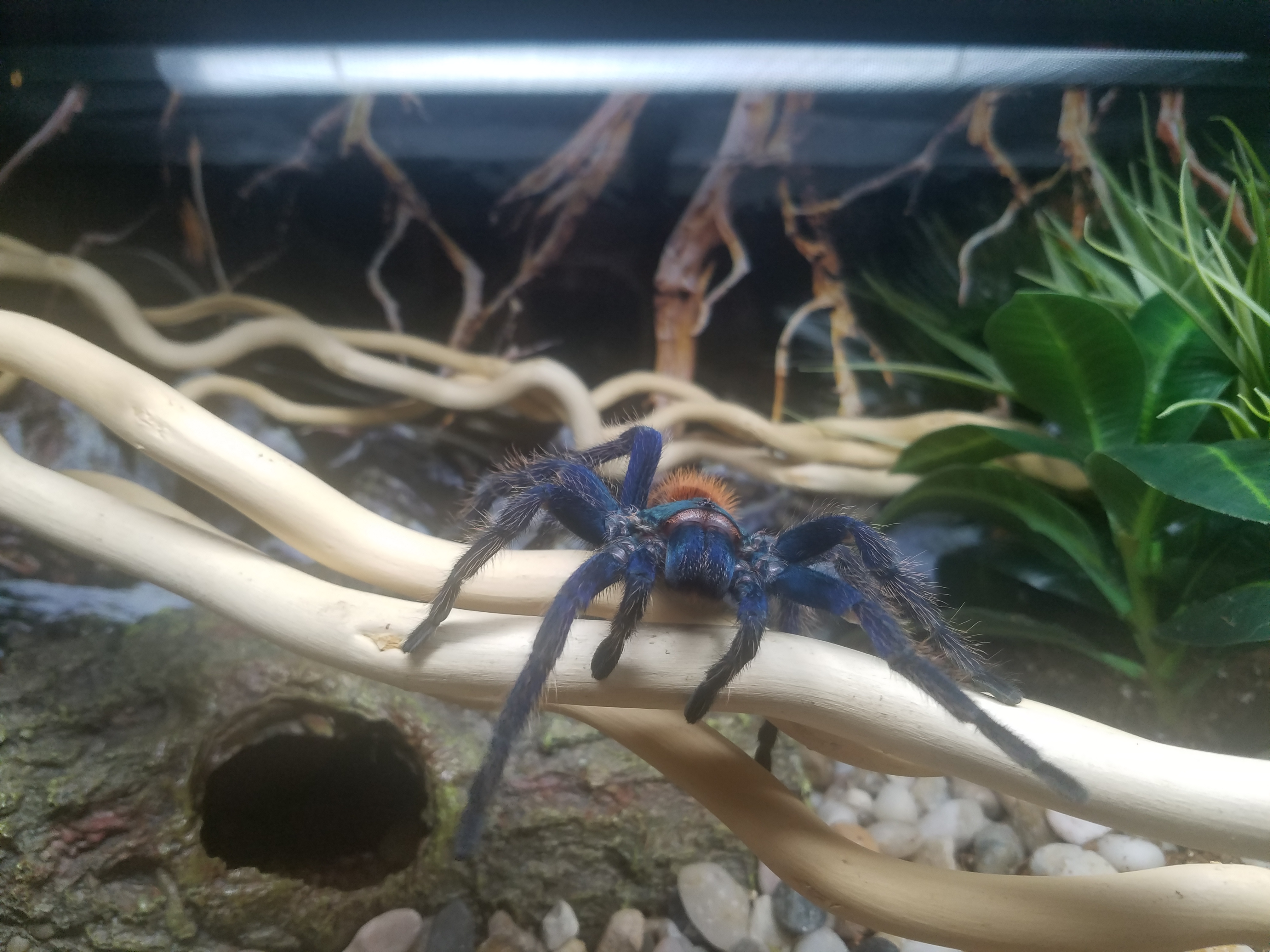 Exploring enclosure | Tarantula Forum