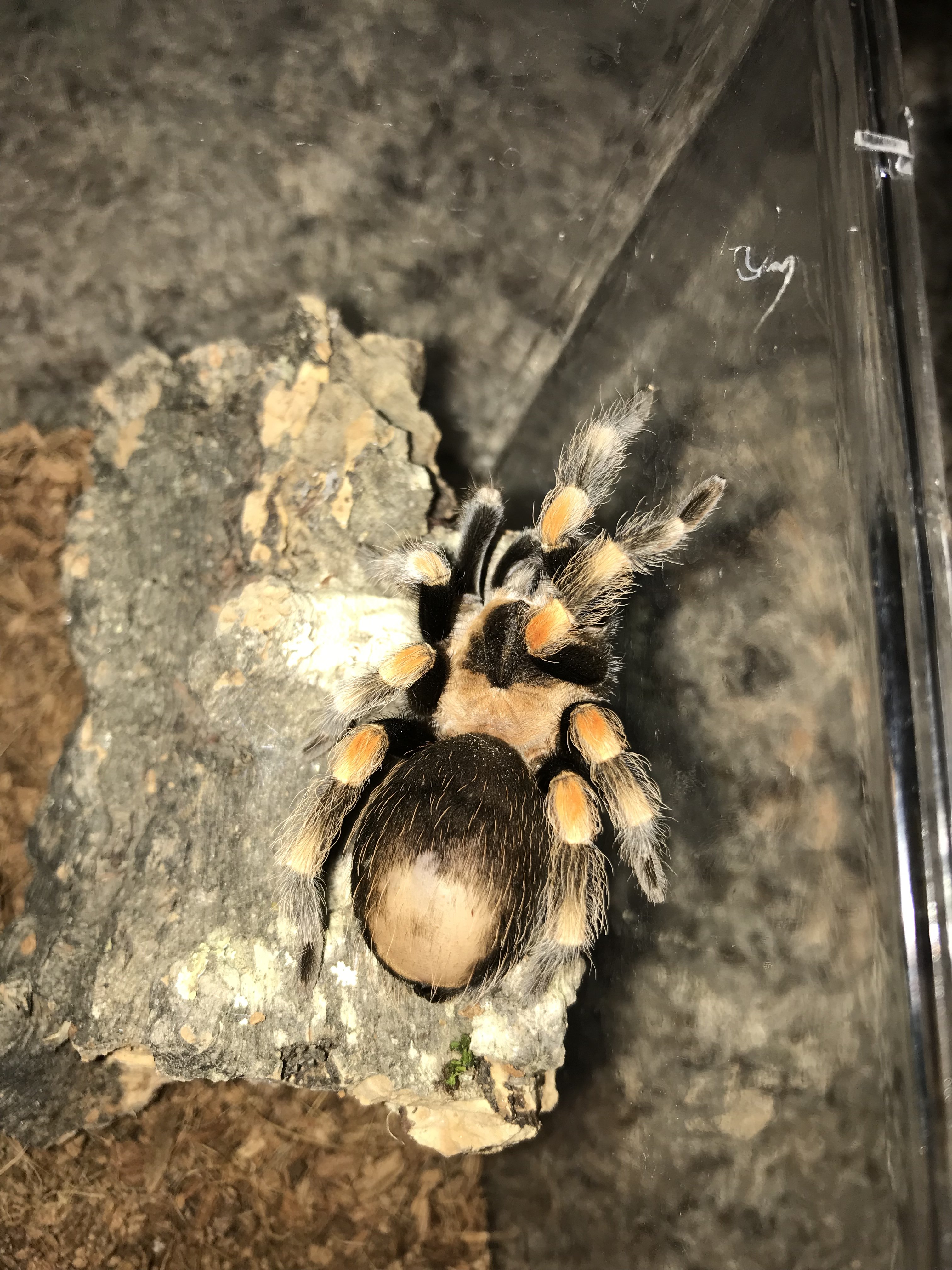 Fat Cloe | Tarantula Forum