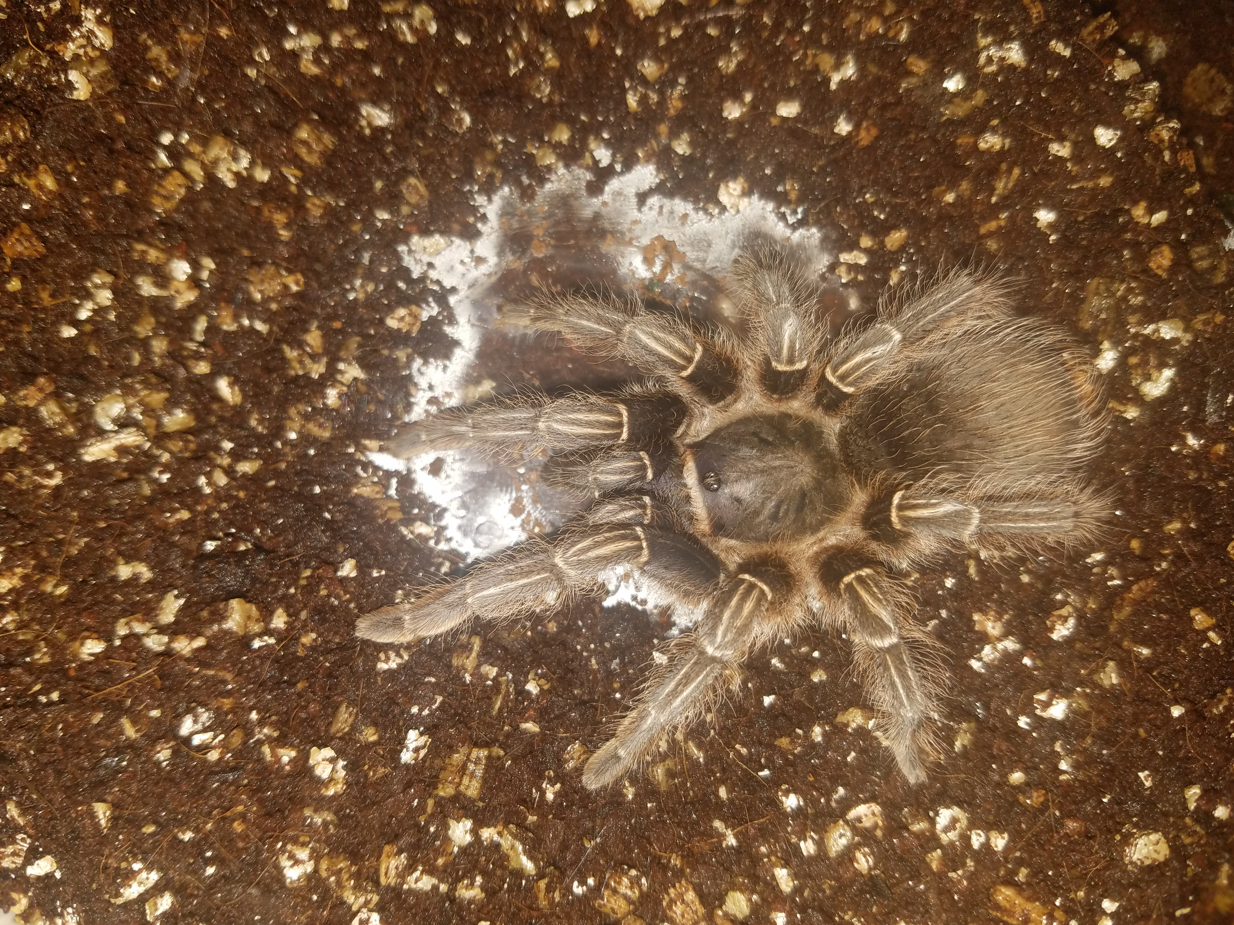 Female A. Seemani | Tarantula Forum