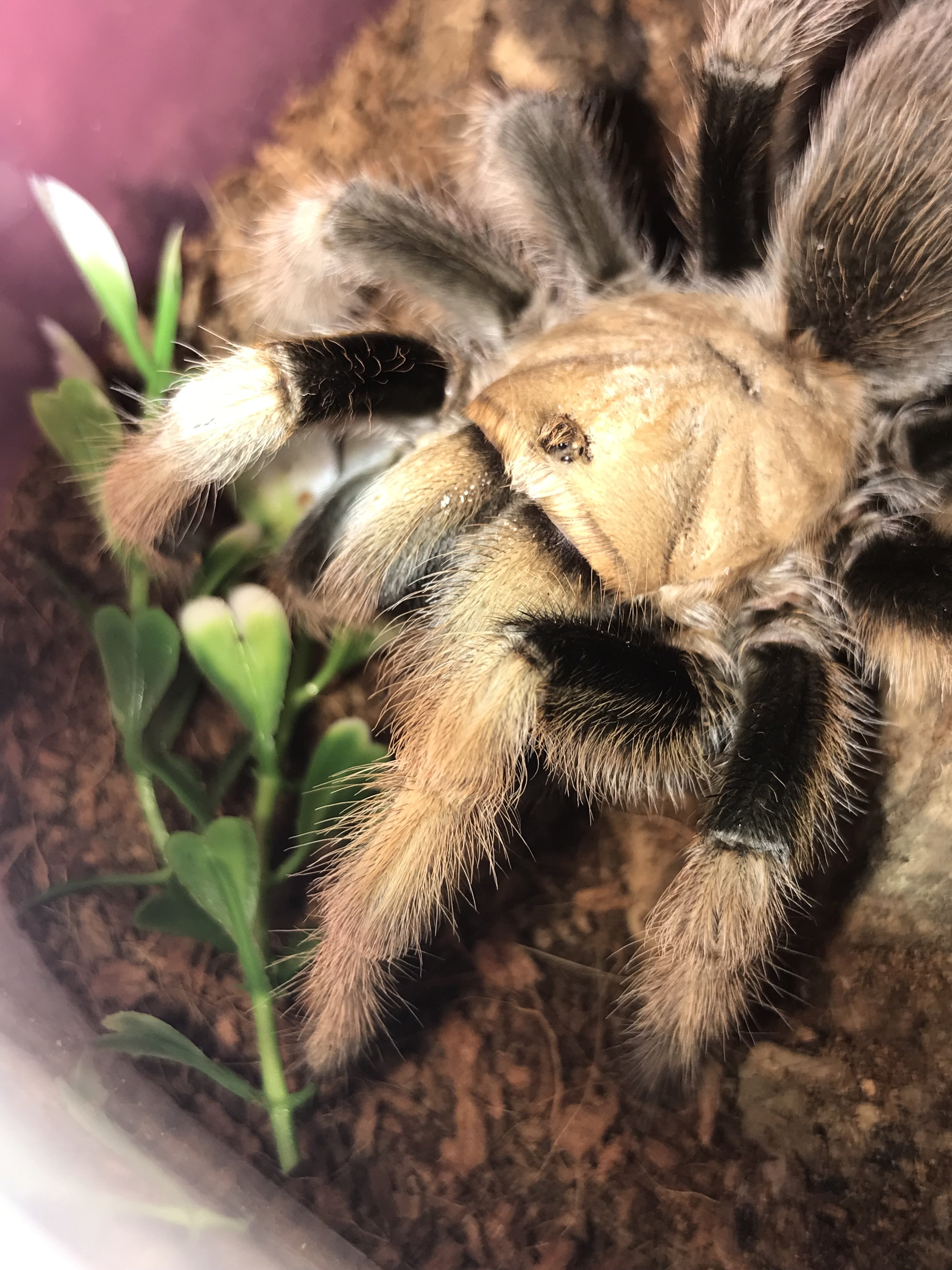 Female Chalcodes | Tarantula Forum