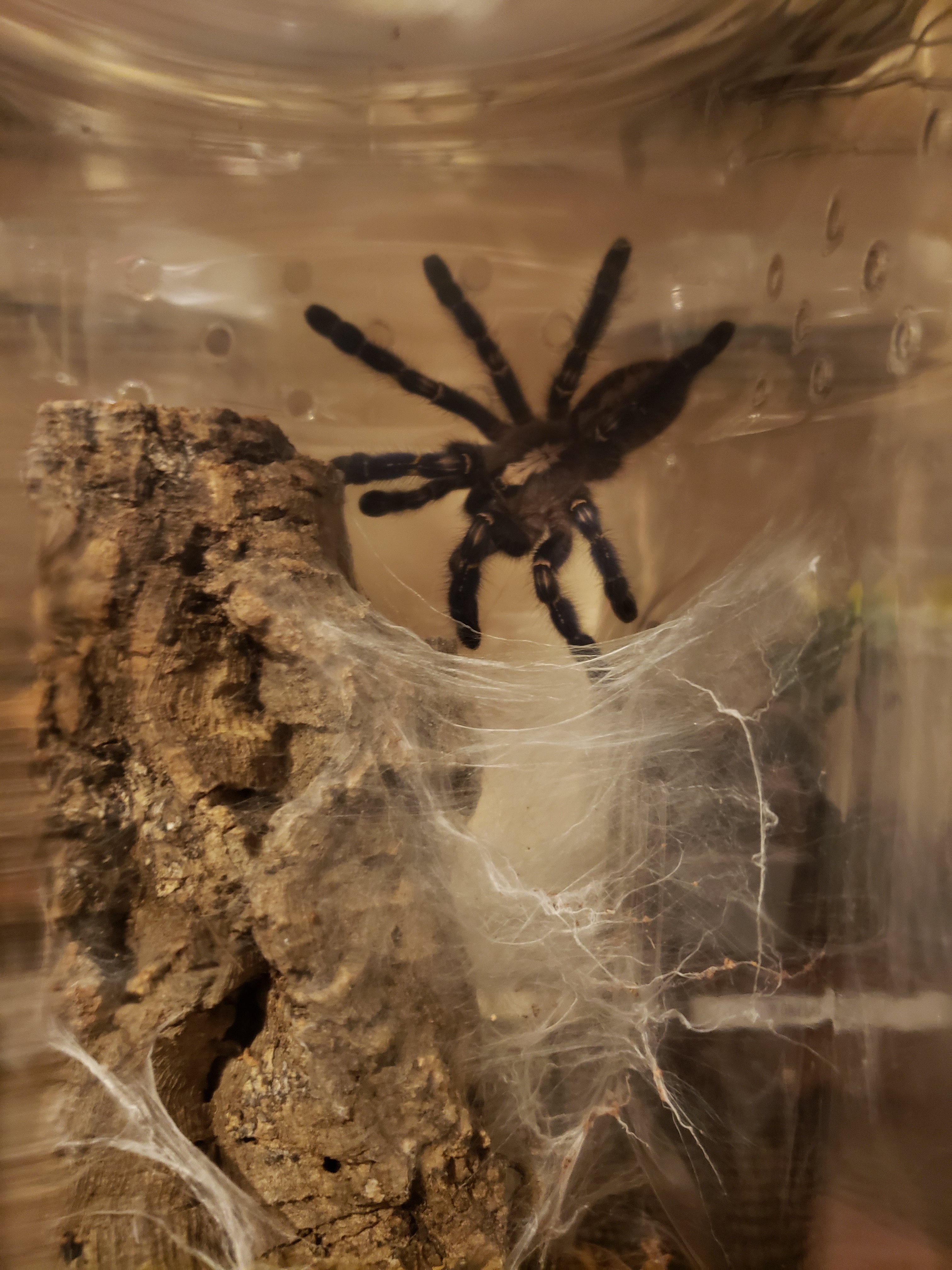 Female Metallica | Tarantula Forum