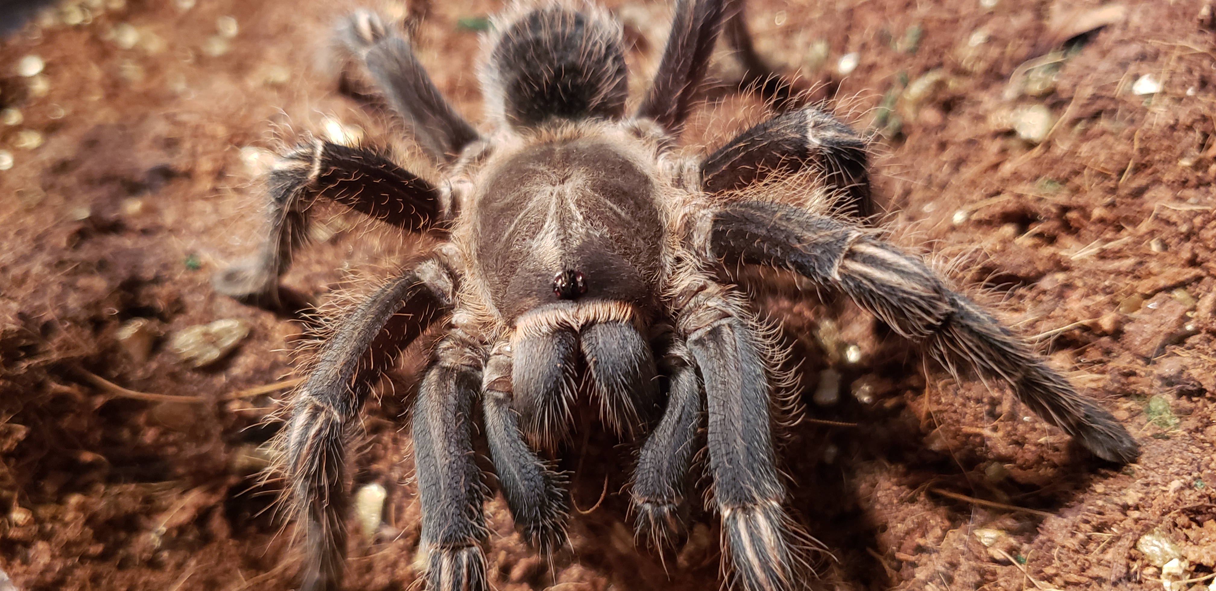Female seemanni | Tarantula Forum