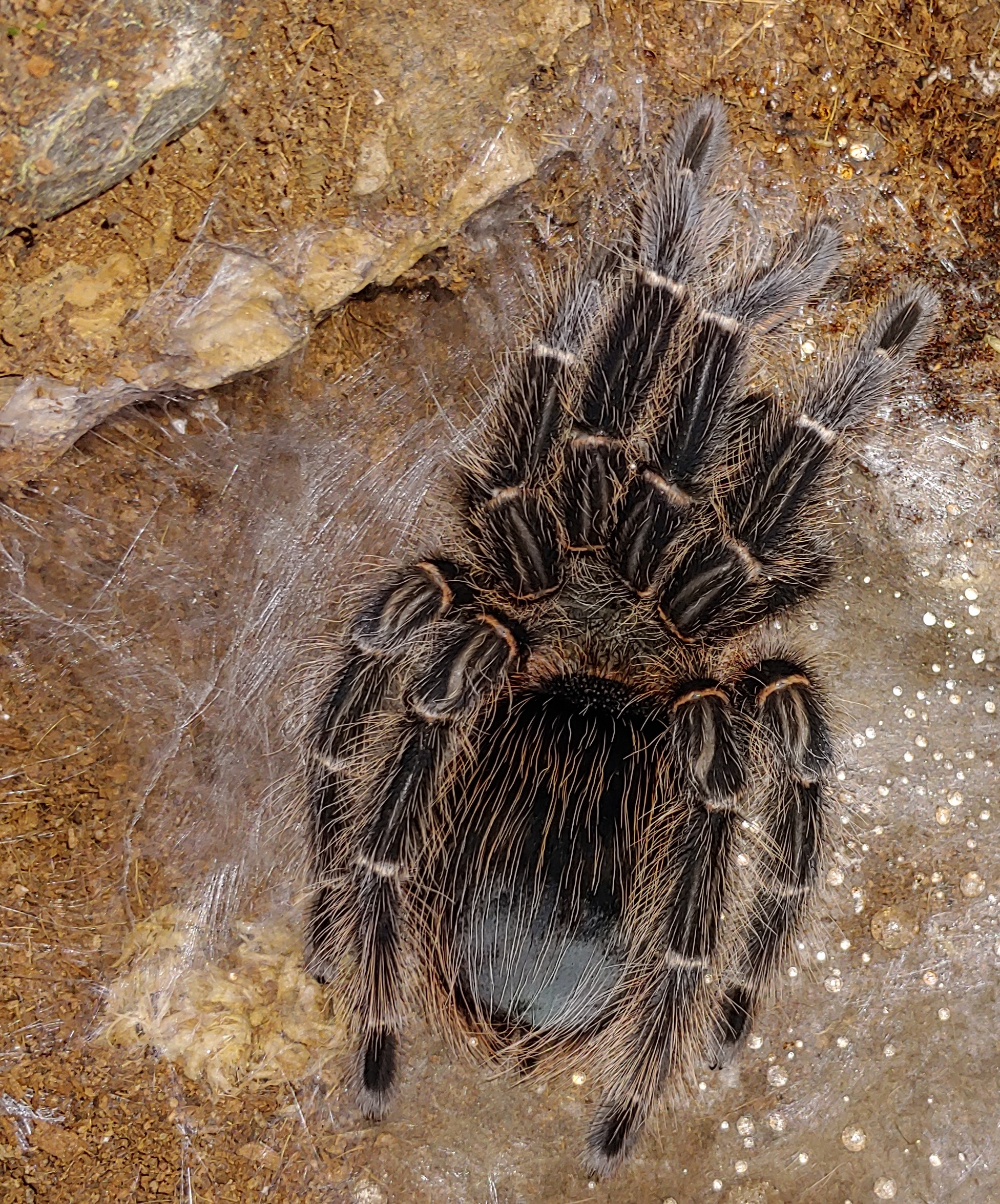 Freshly molted Lp! | Tarantula Forum