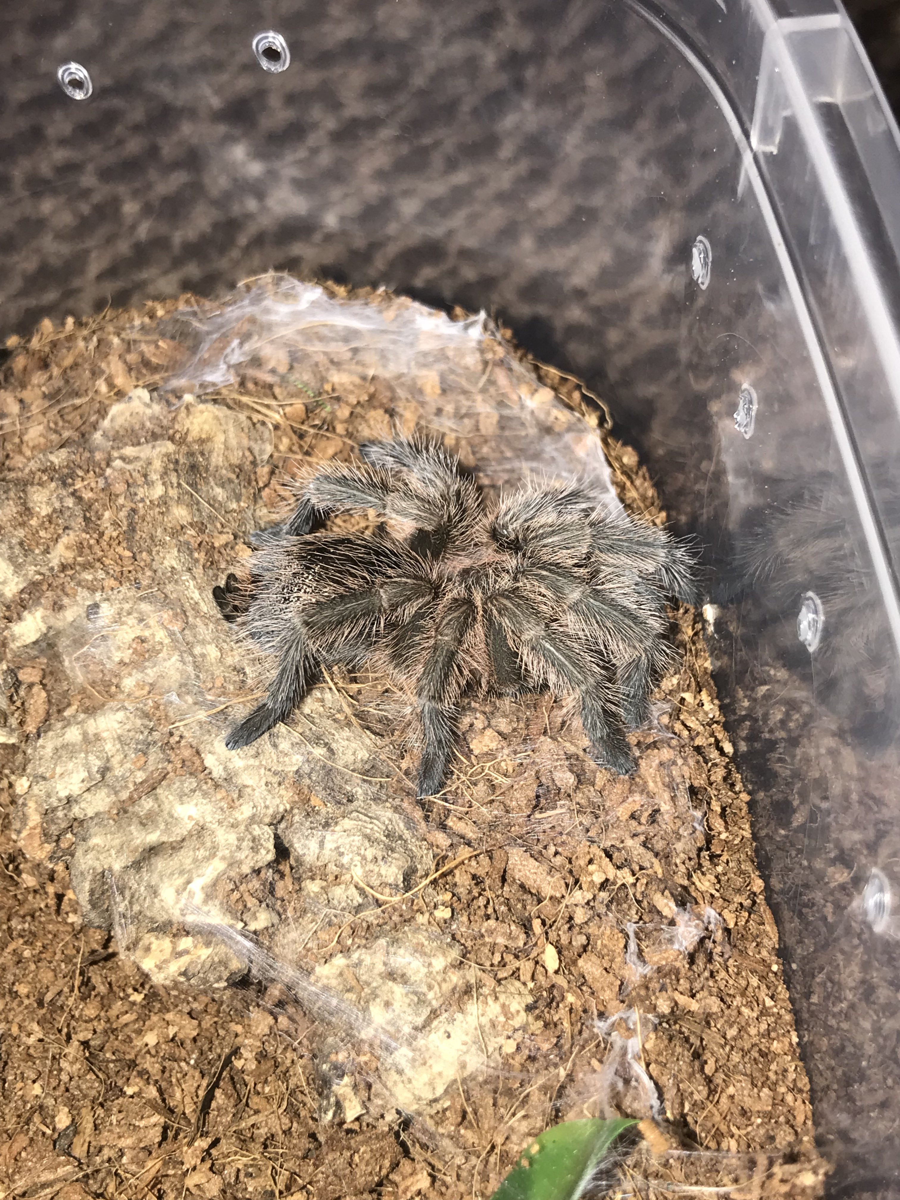 Freshly moulted birthday present | Tarantula Forum