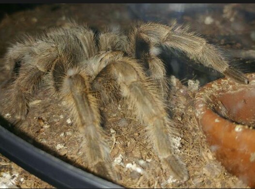 G.porteri | Tarantula Forum