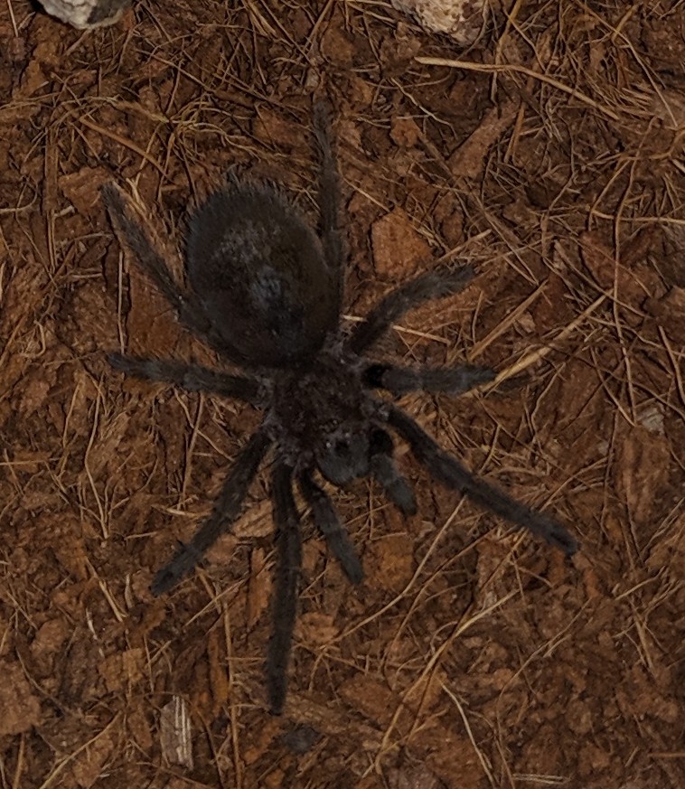 G.pulchra~2.jpg | Tarantula Forum
