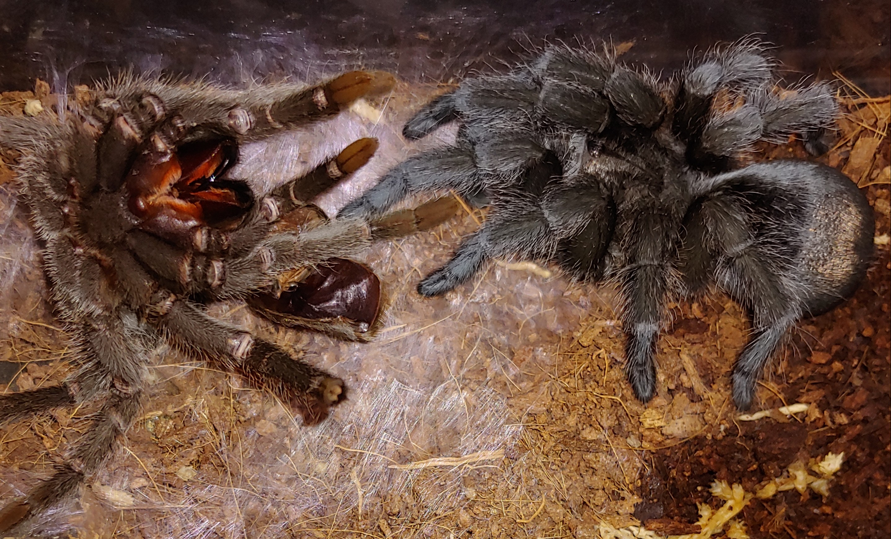 G.pulchra freshly molted!!! | Tarantula Forum