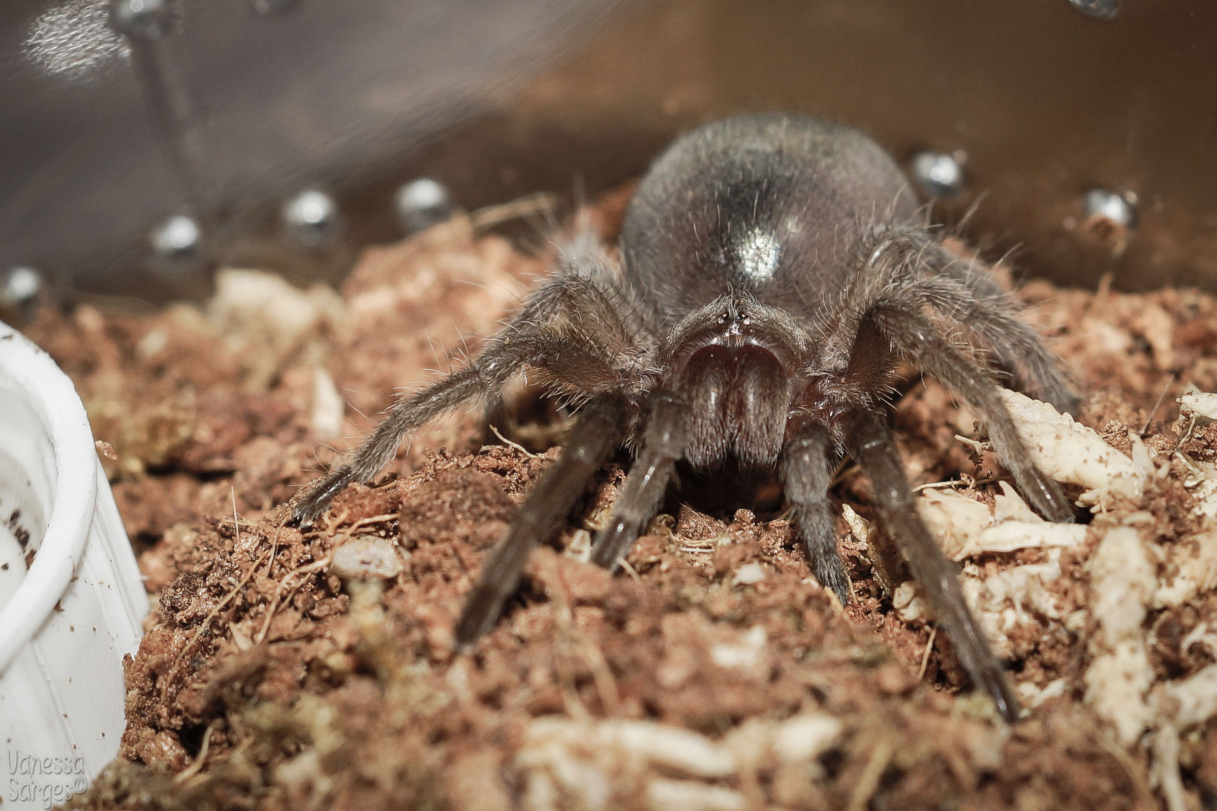 G. pulchra | Tarantula Forum