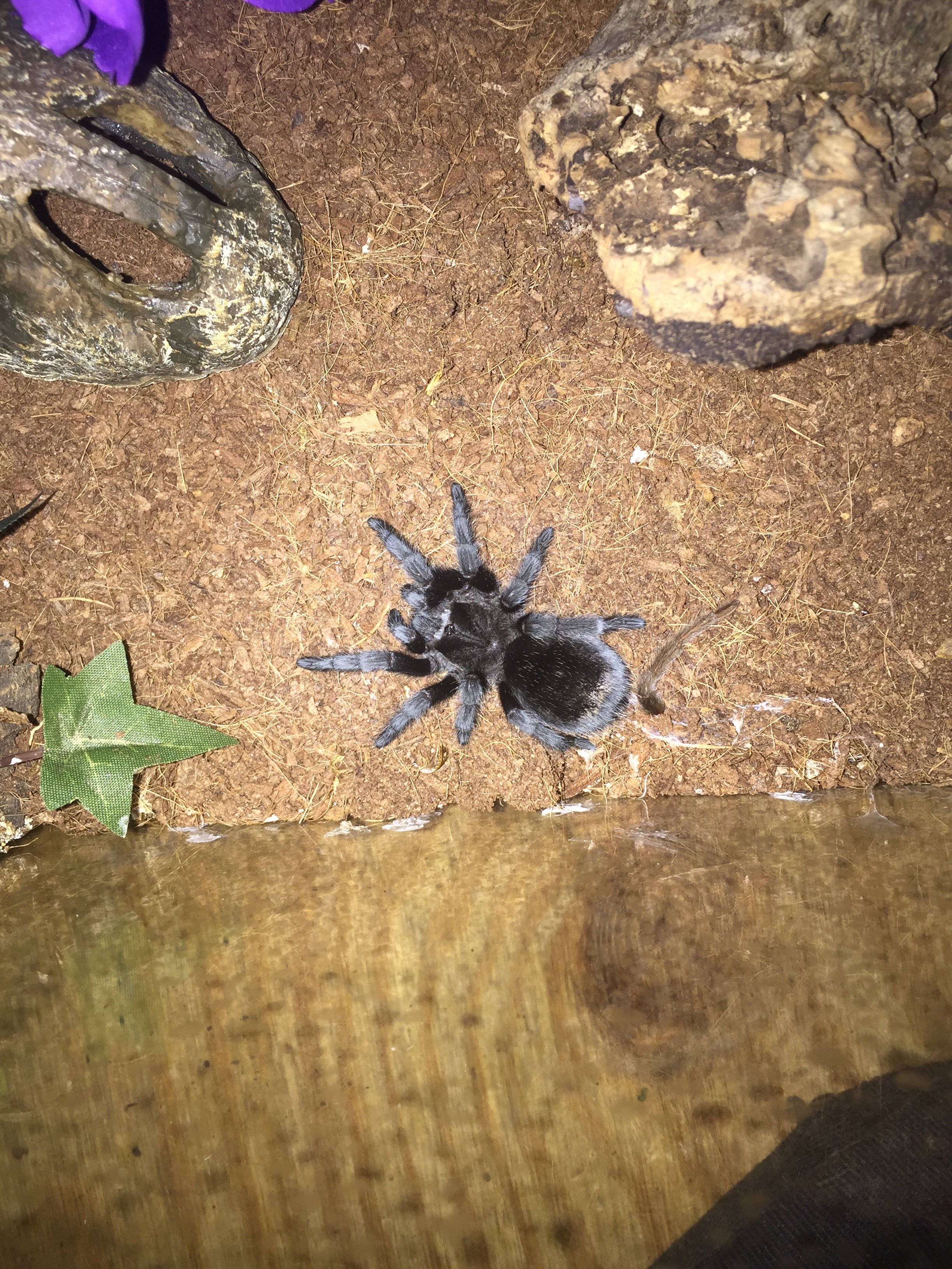 G.pulchra | Tarantula Forum