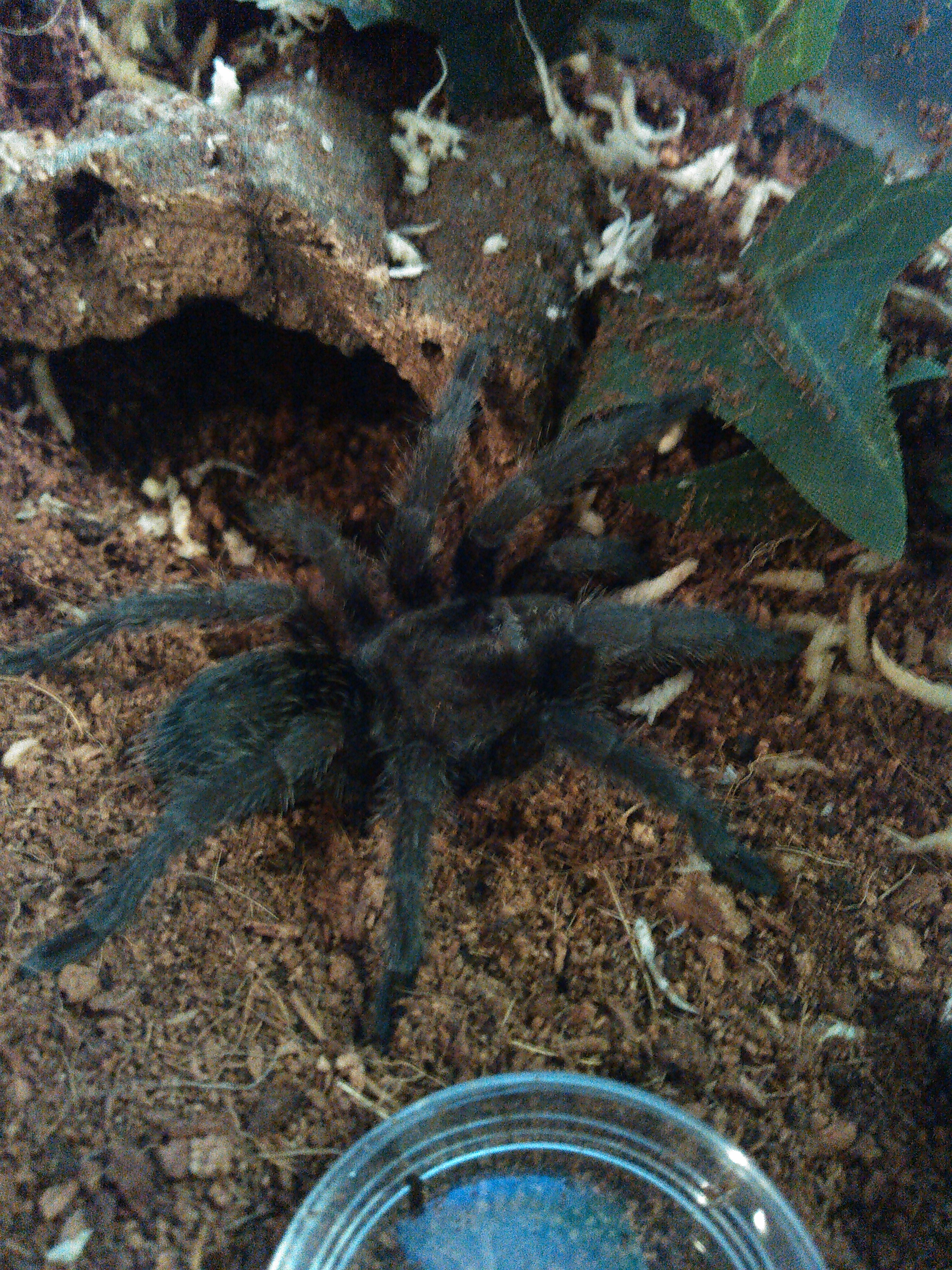G.pulchra | Tarantula Forum