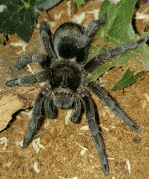 G.pulchra | Tarantula Forum